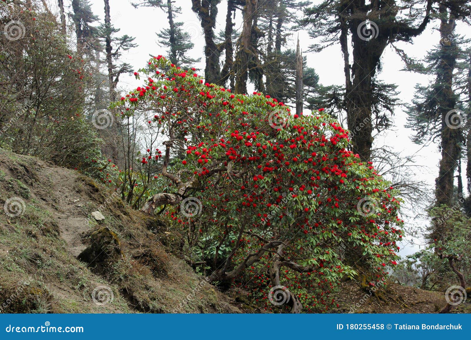 Beautiful Bush with Red Flowers in the Forest. India Stock Photo ...