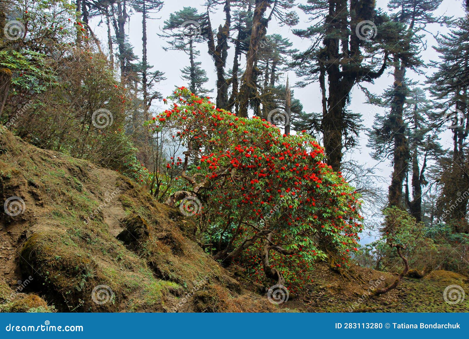 Beautiful Bush with Red Flowers in the Forest. India Stock Photo ...