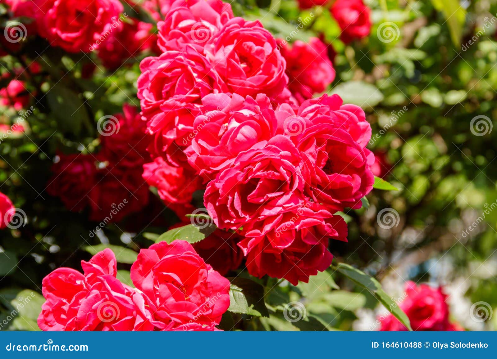 Beautiful Bush of Red Roses in Garden Stock Photo - Image of bright ...
