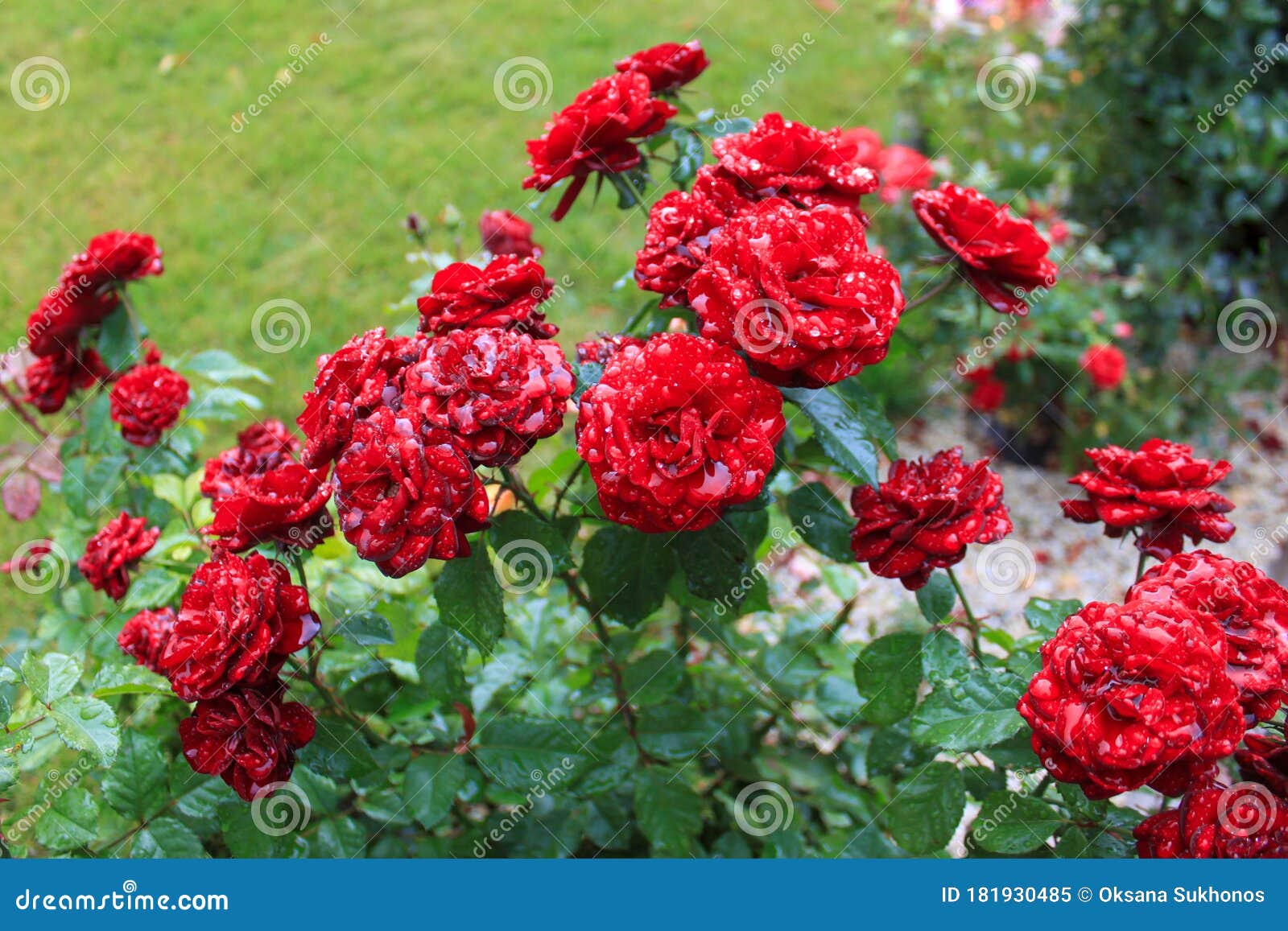 Beautiful Bush of Red Roses and Raindrops Stock Image - Image of blood ...