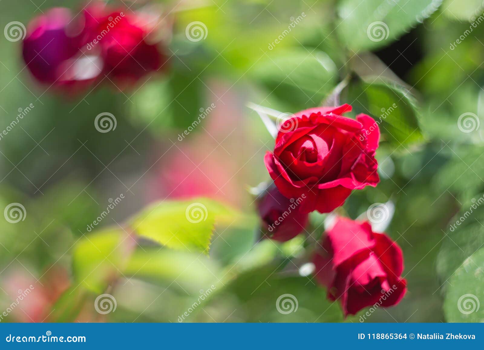 Beautiful Bush of Red Roses in a Spring Garden. Rose Garden Stock Photo ...