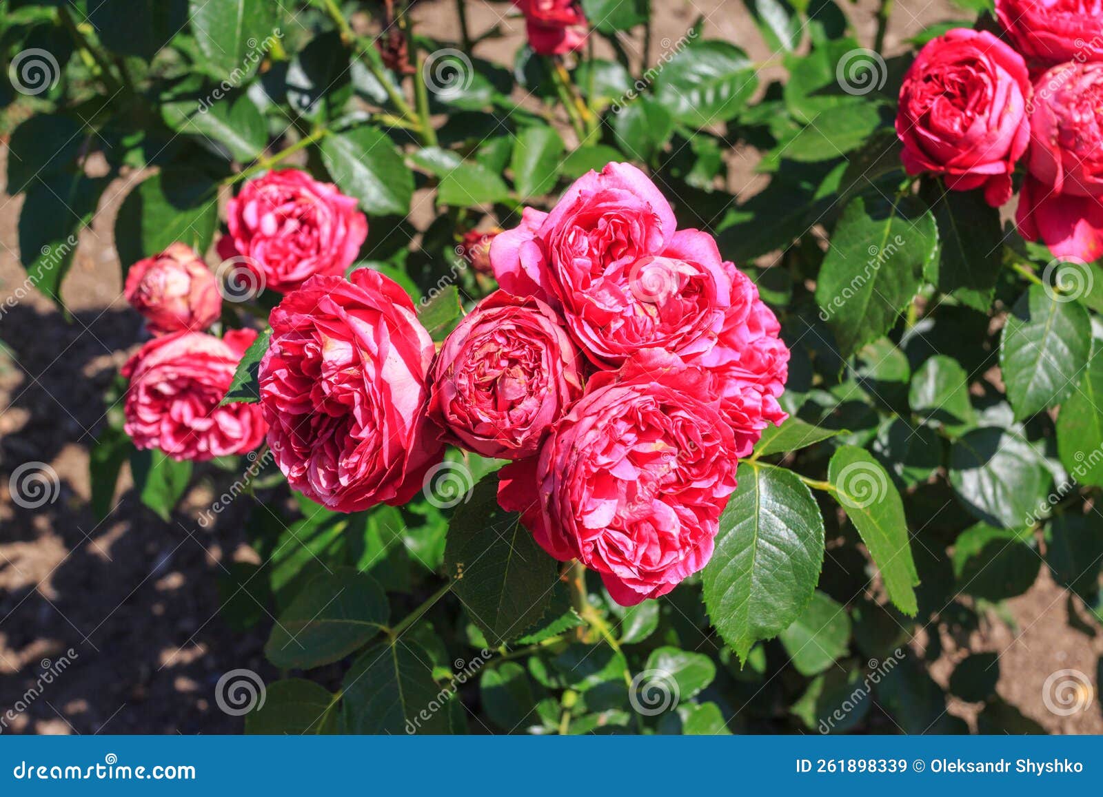 A Beautiful Bush of Red Roses on a Sunny Day Stock Image - Image of ...
