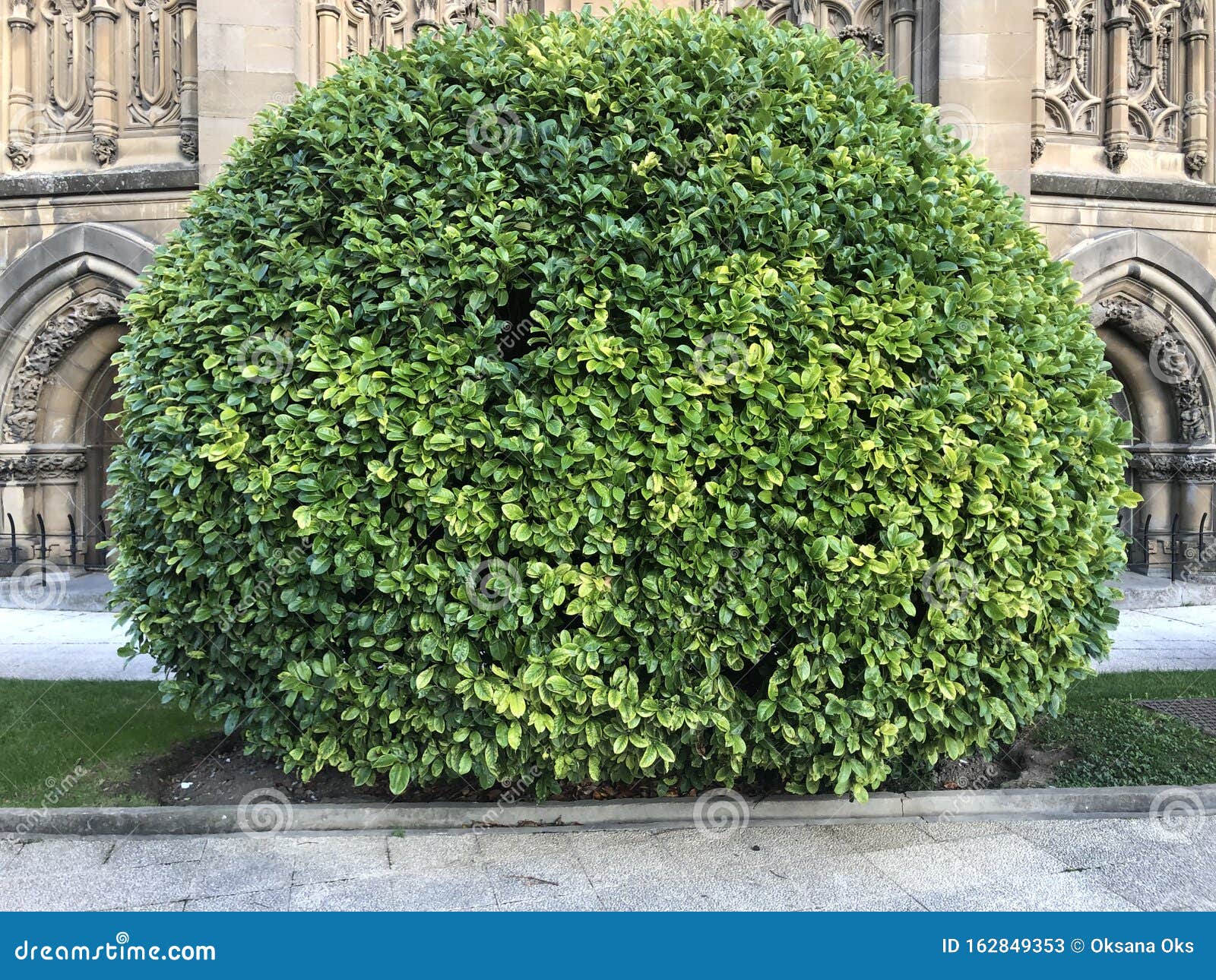 Beautiful Bush in Spain stock image. Image of busch - 162849353