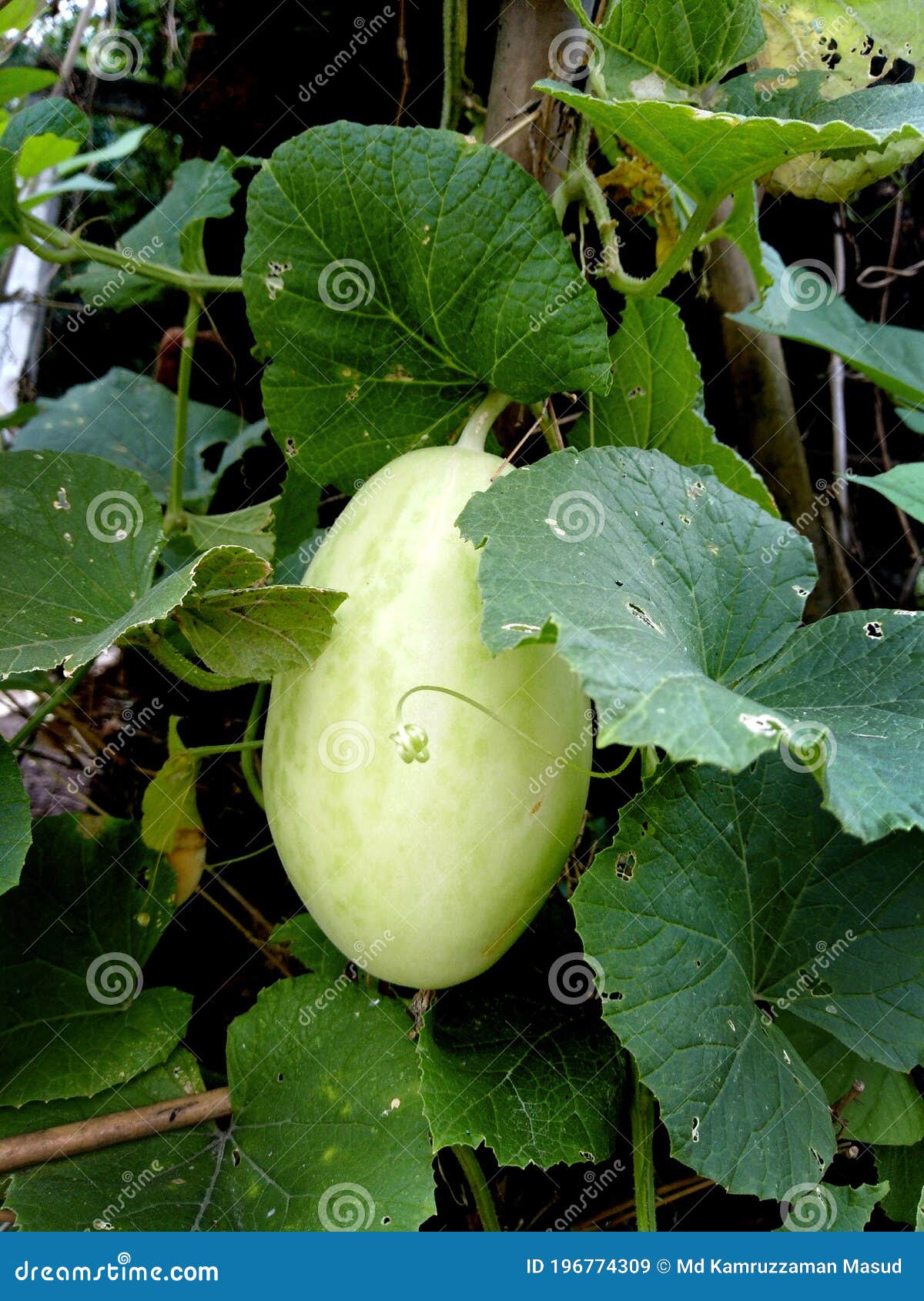 Beautiful Bush Sugar Baby Watermelon Fruit Stock Image - Image of fruit ...