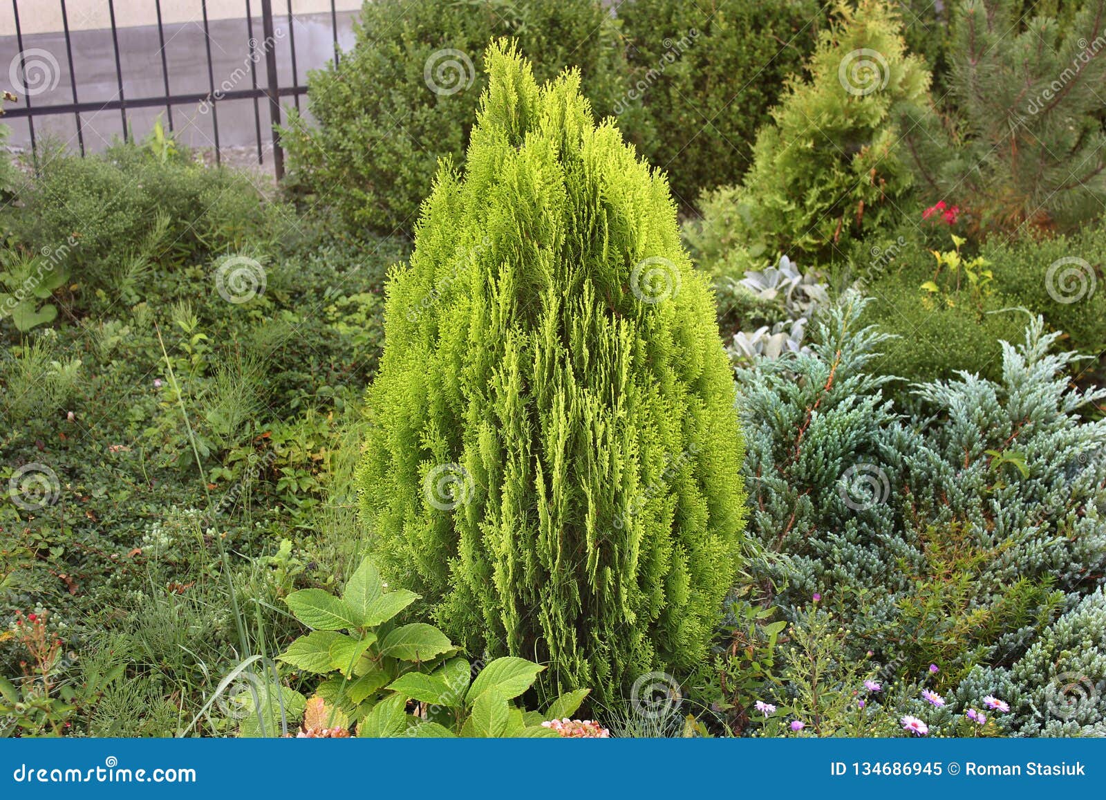 Beautiful bush in the yard stock image. Image of forest - 134686945