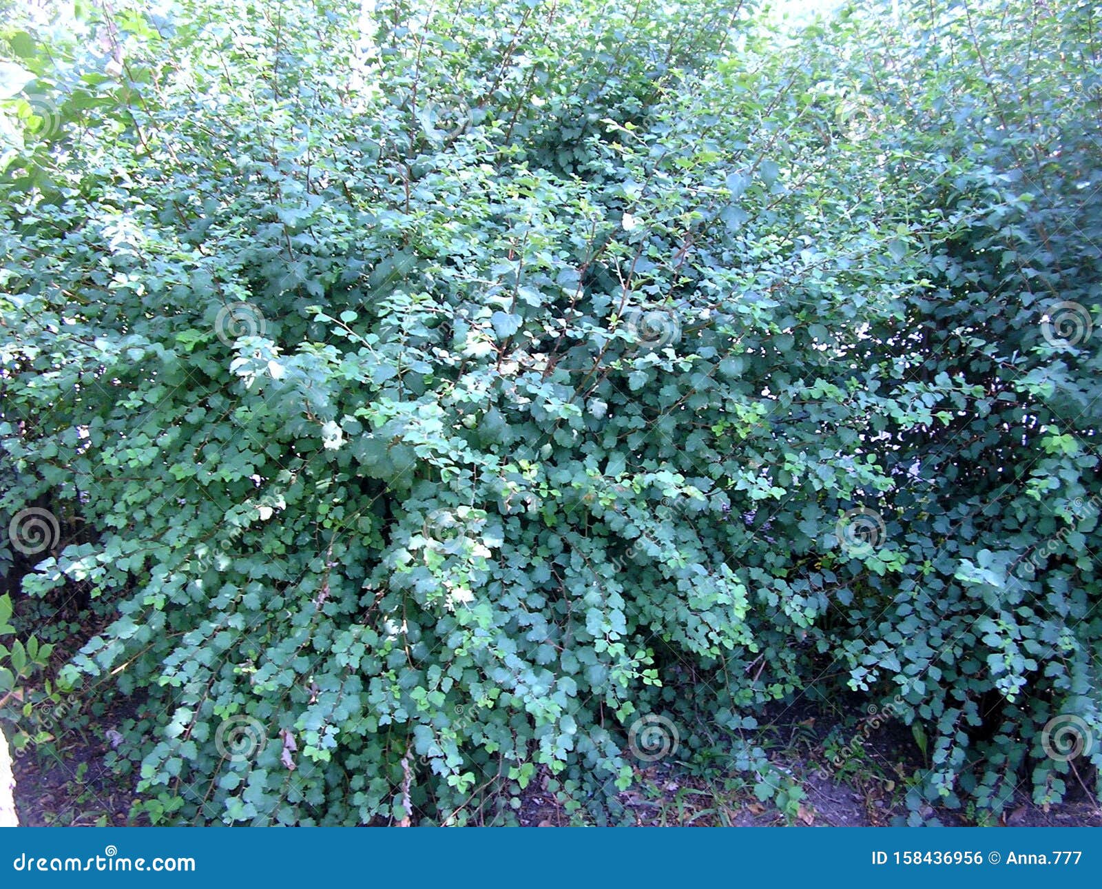 Beautiful bushes. stock photo. Image of green, plant - 158436956