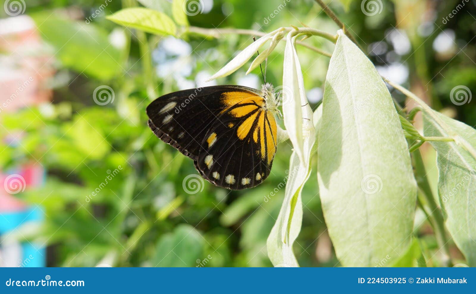 Beautiful Butter Fly Perched during the Day Stock Image - Image of ...