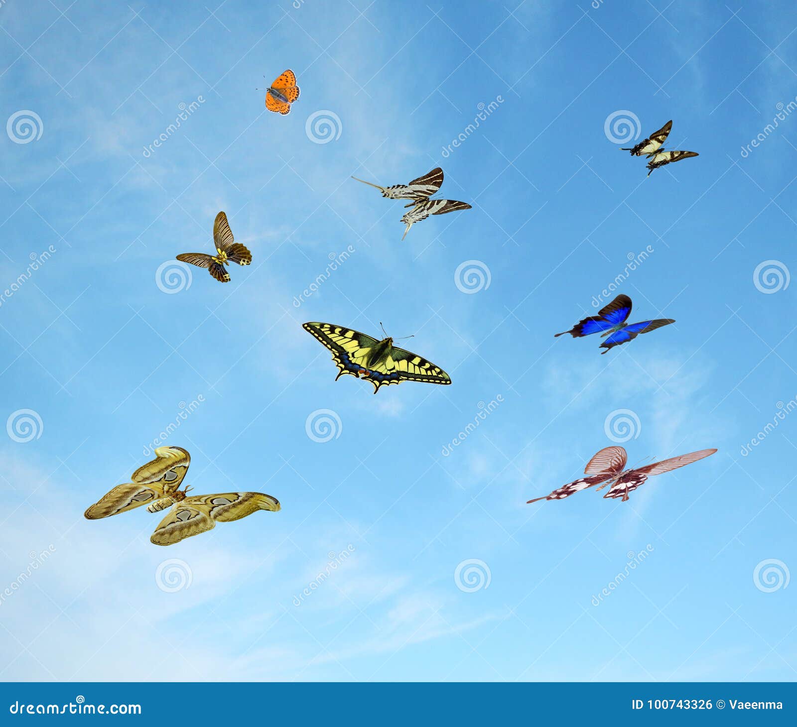 Butterflies flying to sky stock photo. Image of closeup - 100743326