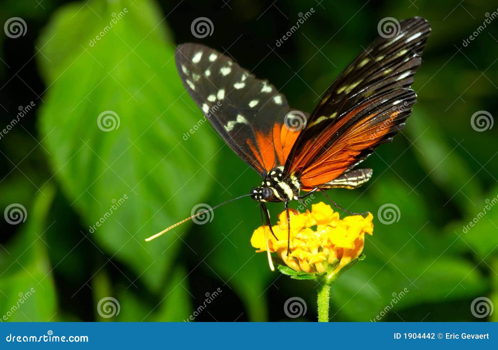 Beautiful butterfly stock photo. Image of black, peace - 1904442