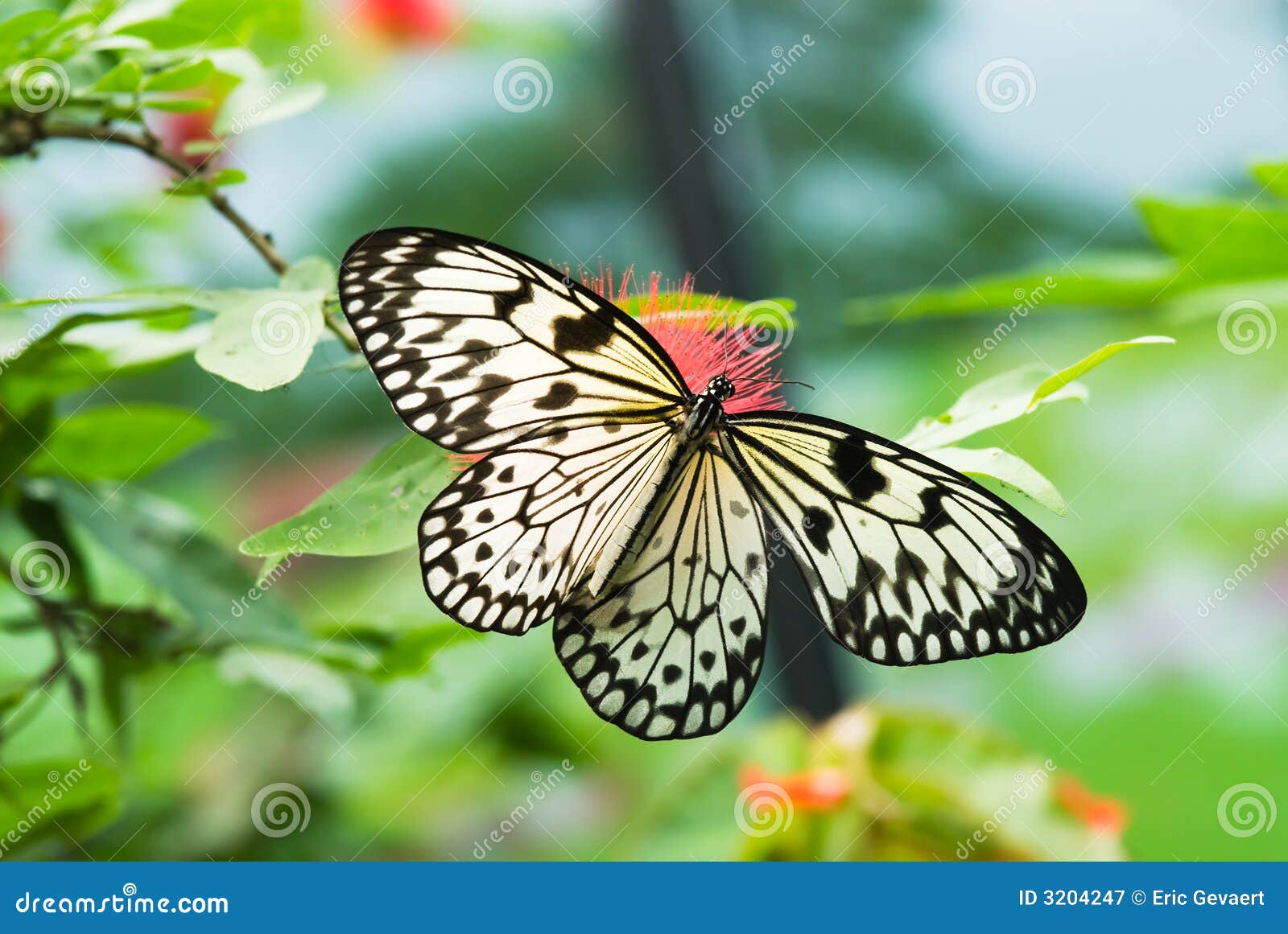 Beautiful butterfly stock image. Image of meadow, inspiration - 3204247