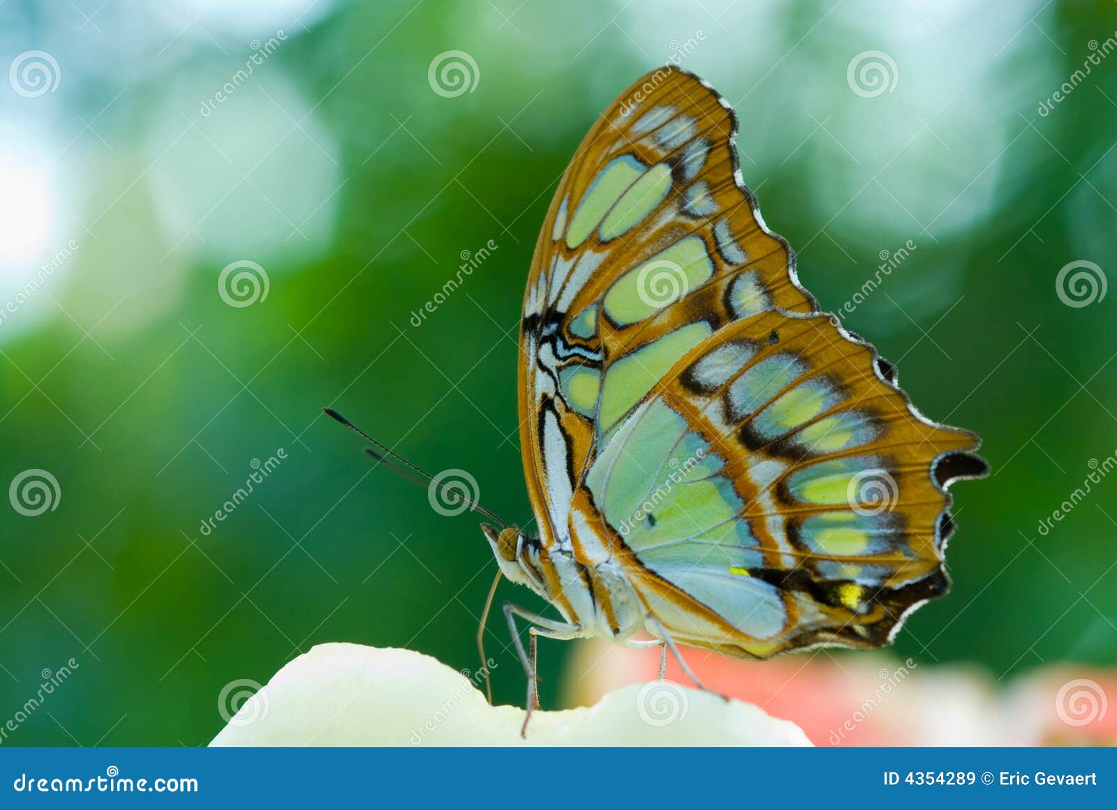 Beautiful butterfly stock image. Image of earth, flower - 4354289
