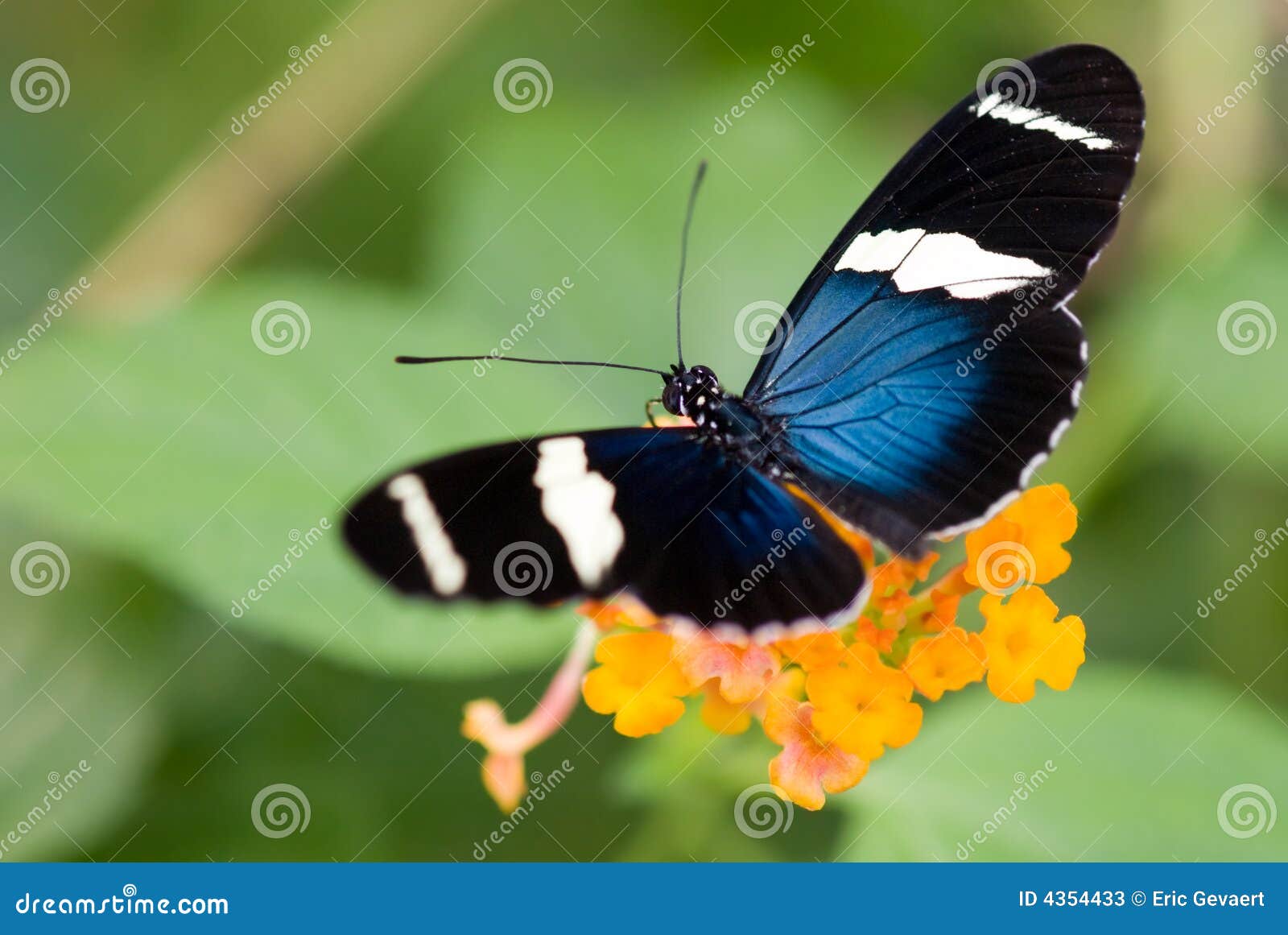 Beautiful butterfly stock image. Image of earth, postcard - 4354433