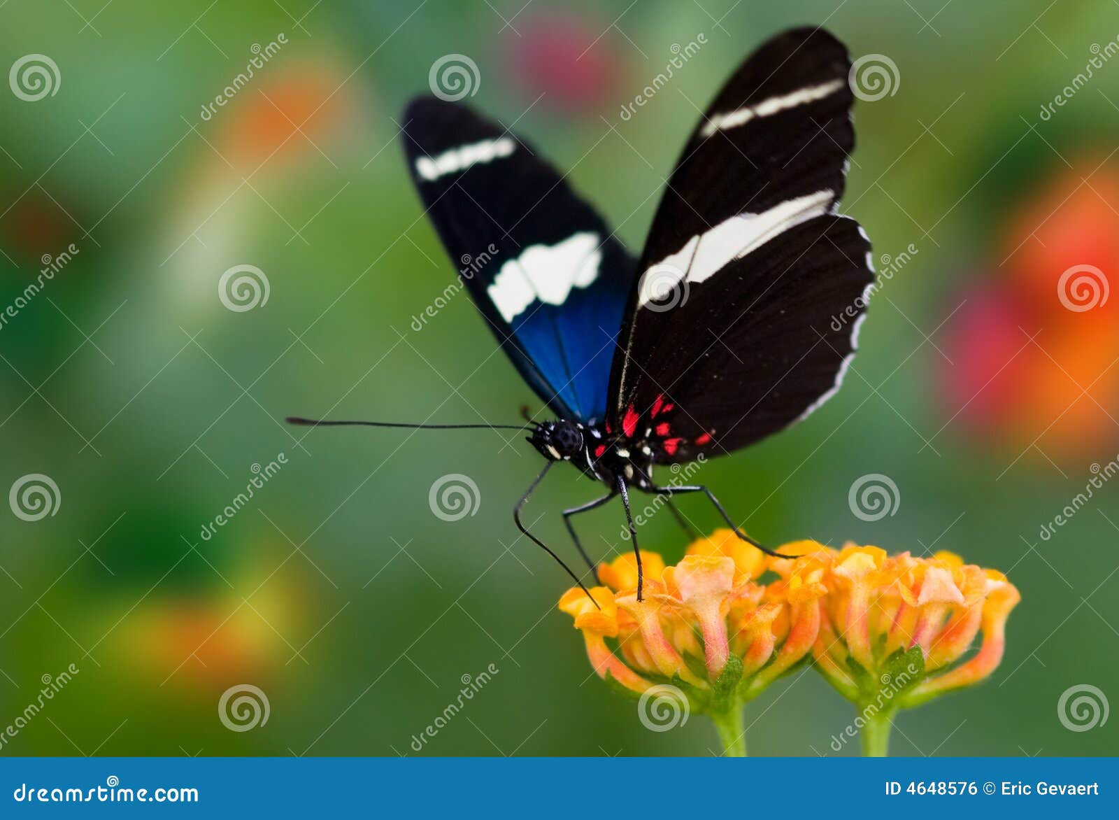 Beautiful butterfly stock photo. Image of summer, field - 4648576
