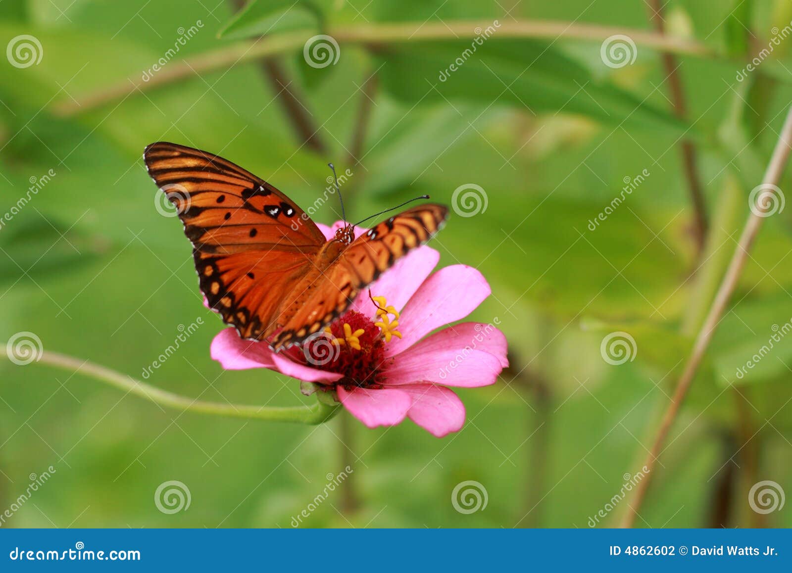 Beautiful Butterfly stock photo. Image of butterfly, pretty - 4862602