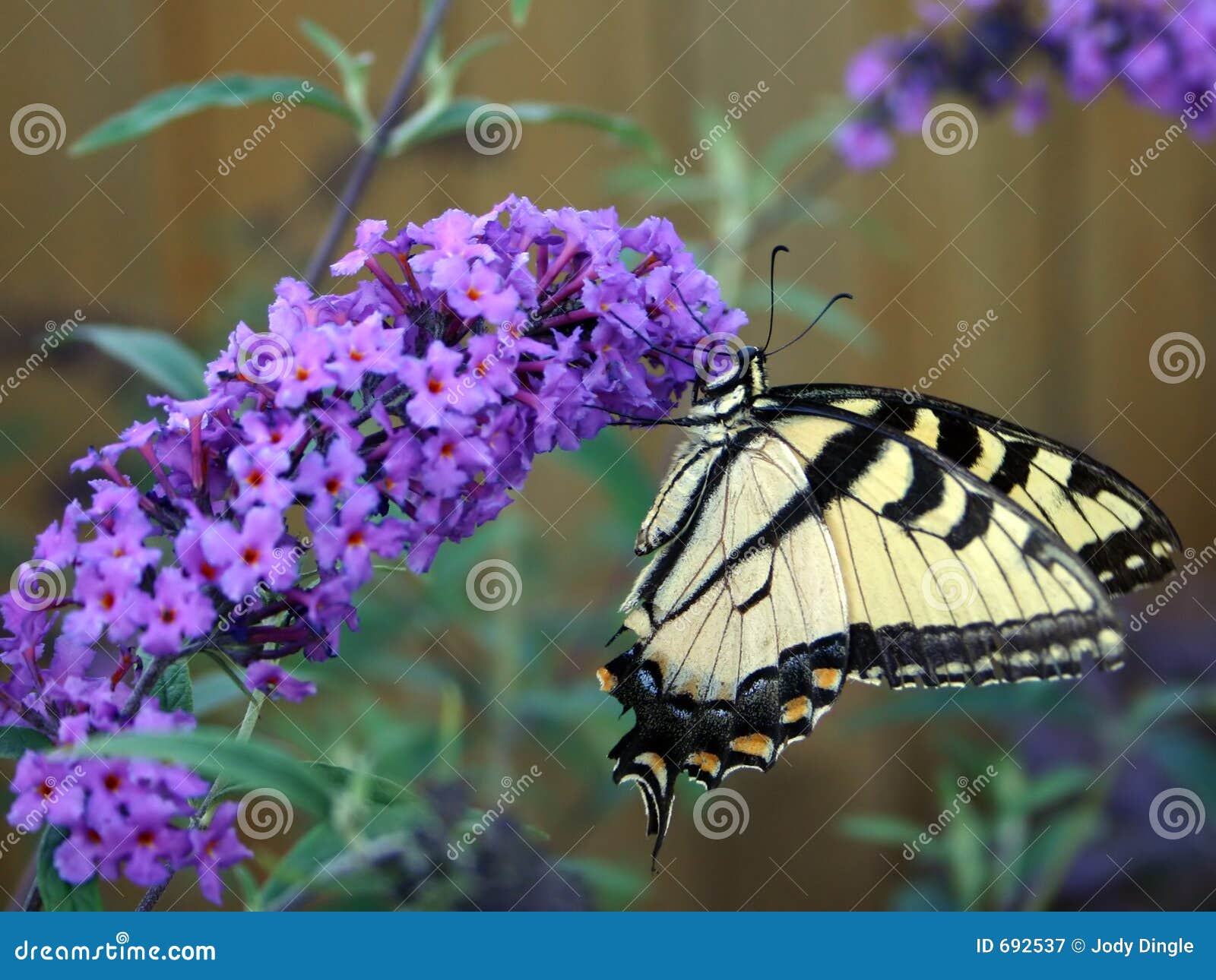 Beautiful Butterfly stock image. Image of bush, beautiful - 692537