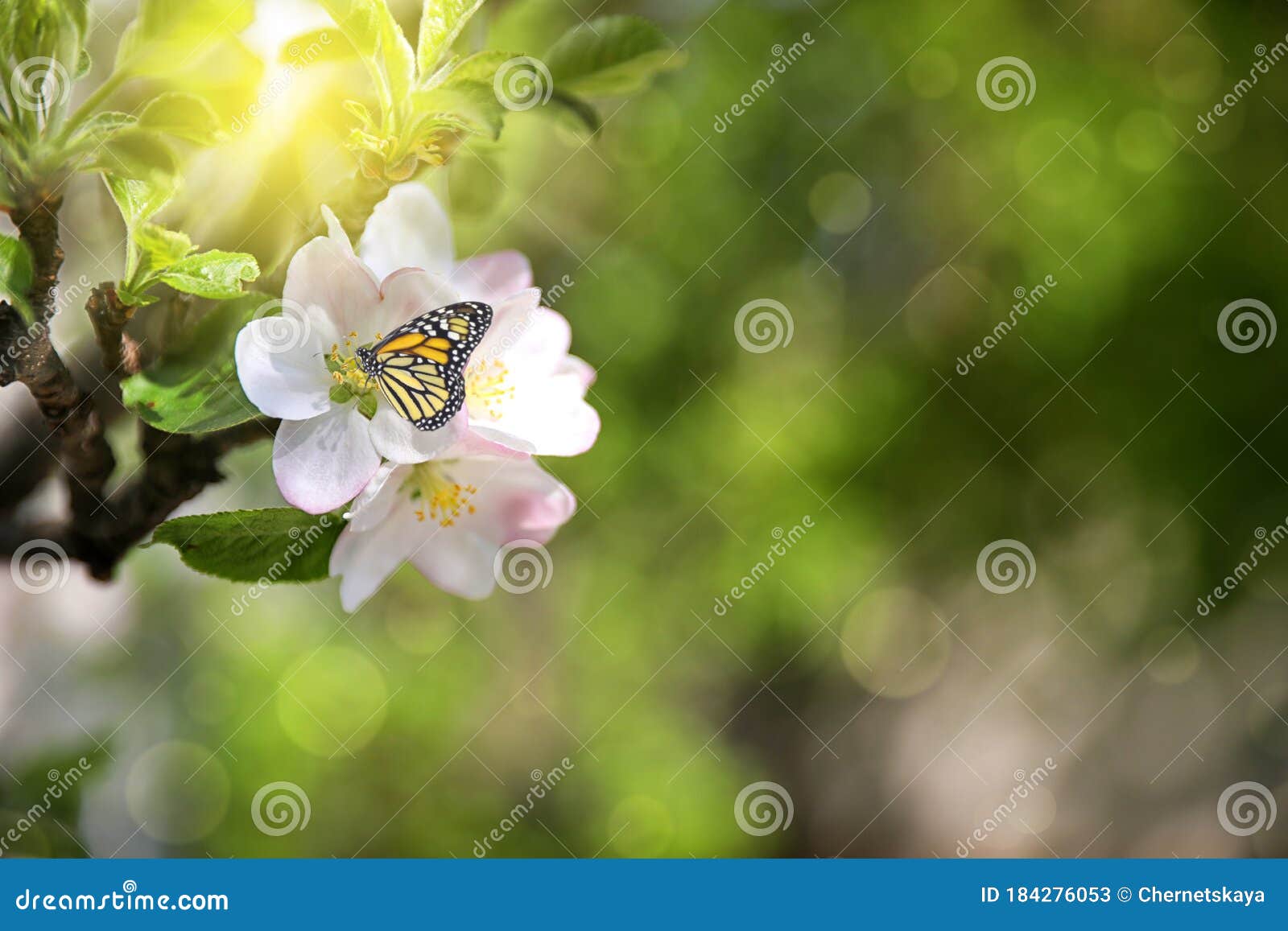 Beautiful Butterfly on Blossoming Cherry Tree Stock Image - Image of ...