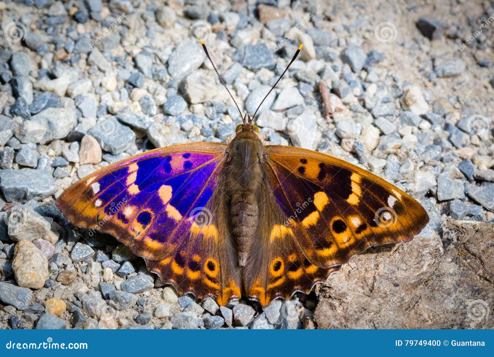 Beautiful Butterfly Colored Wings Stock Photo - Image of monarch ...