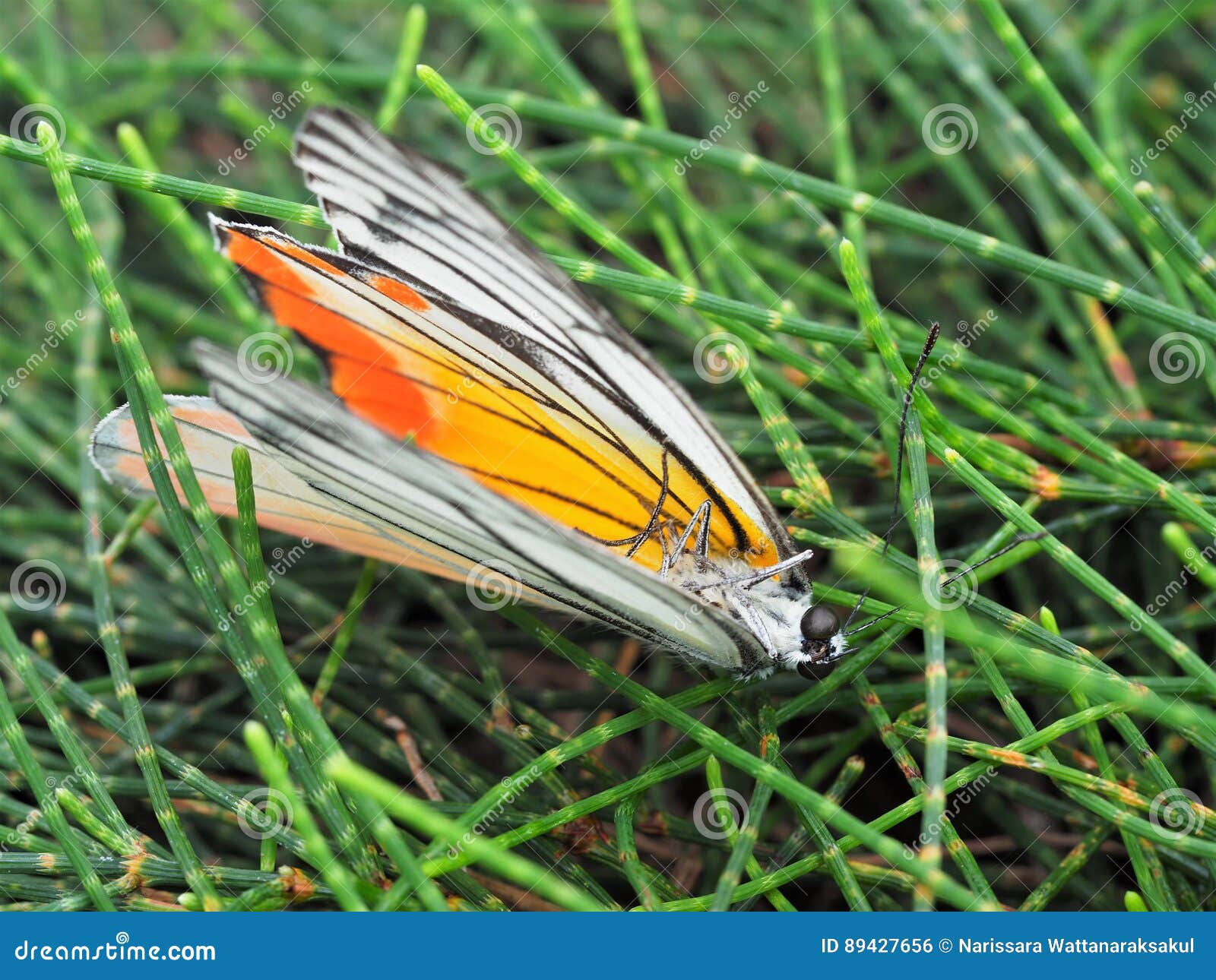 Beautiful Butterfly Dead on Grass Background Stock Photo - Image of ...