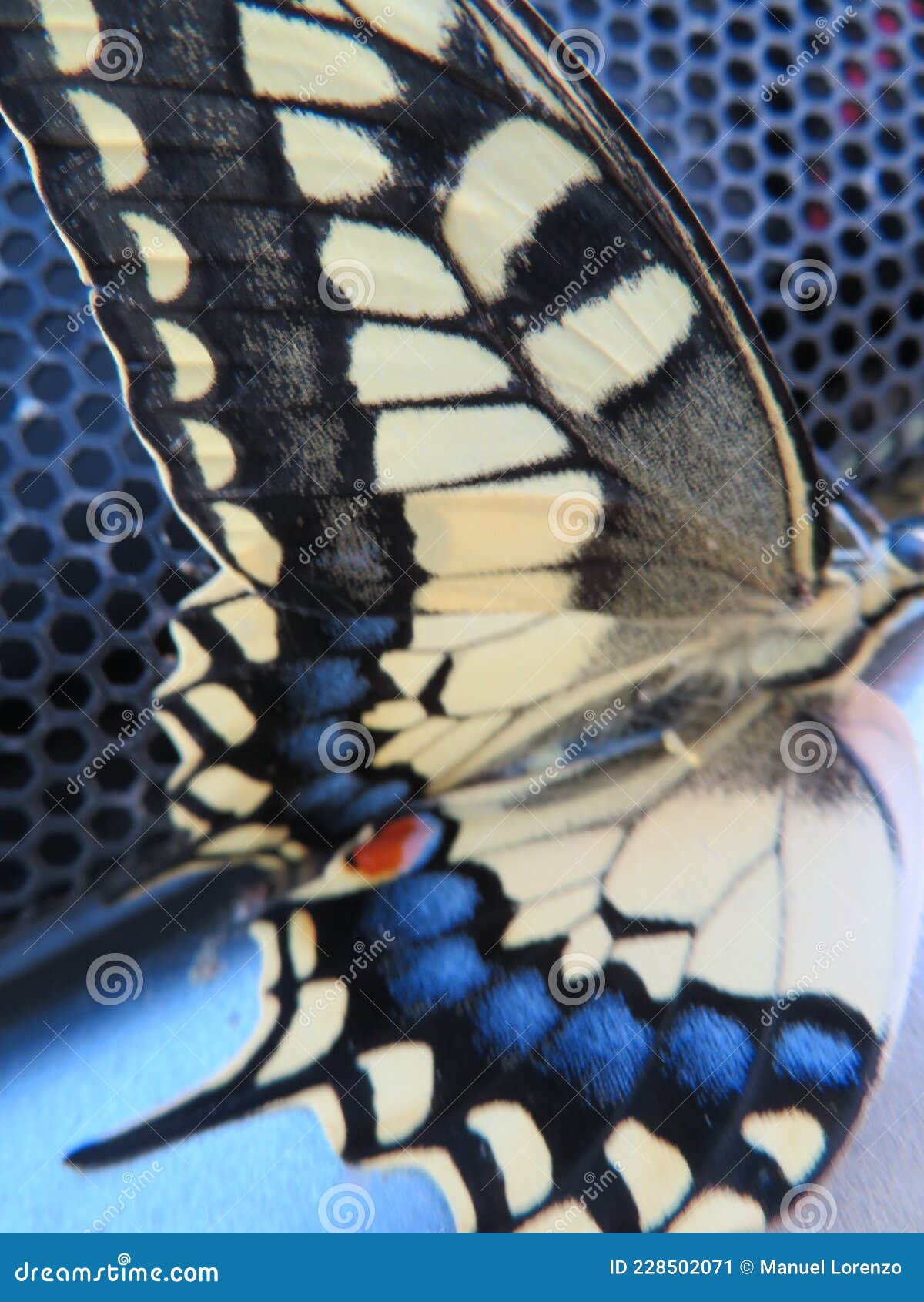 Delicate Fragile Bud Of The Garden Rose Royalty-Free Stock Image ...