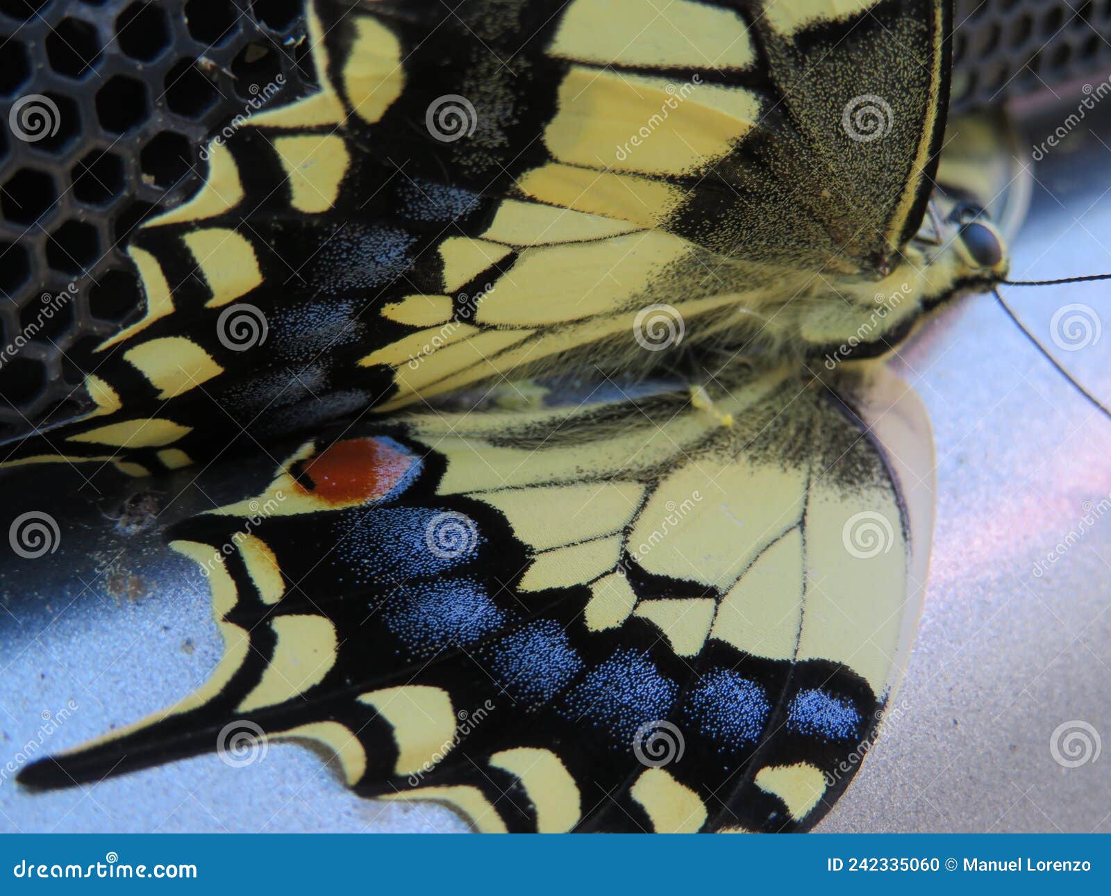 Beautiful Butterfly Delicate Delicate Fragile Soft Fine Stock Photo ...