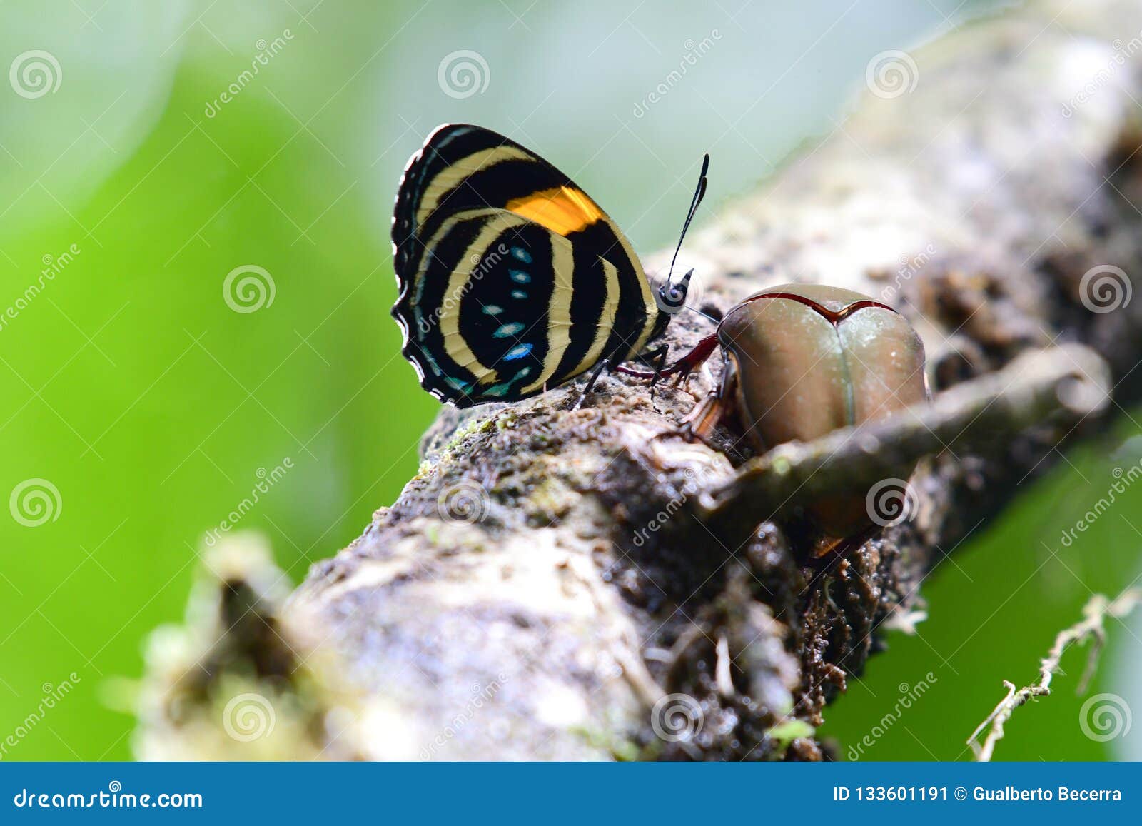 Beautiful Butterfly Eating Sap from a Tree Barnch Stock Image - Image ...