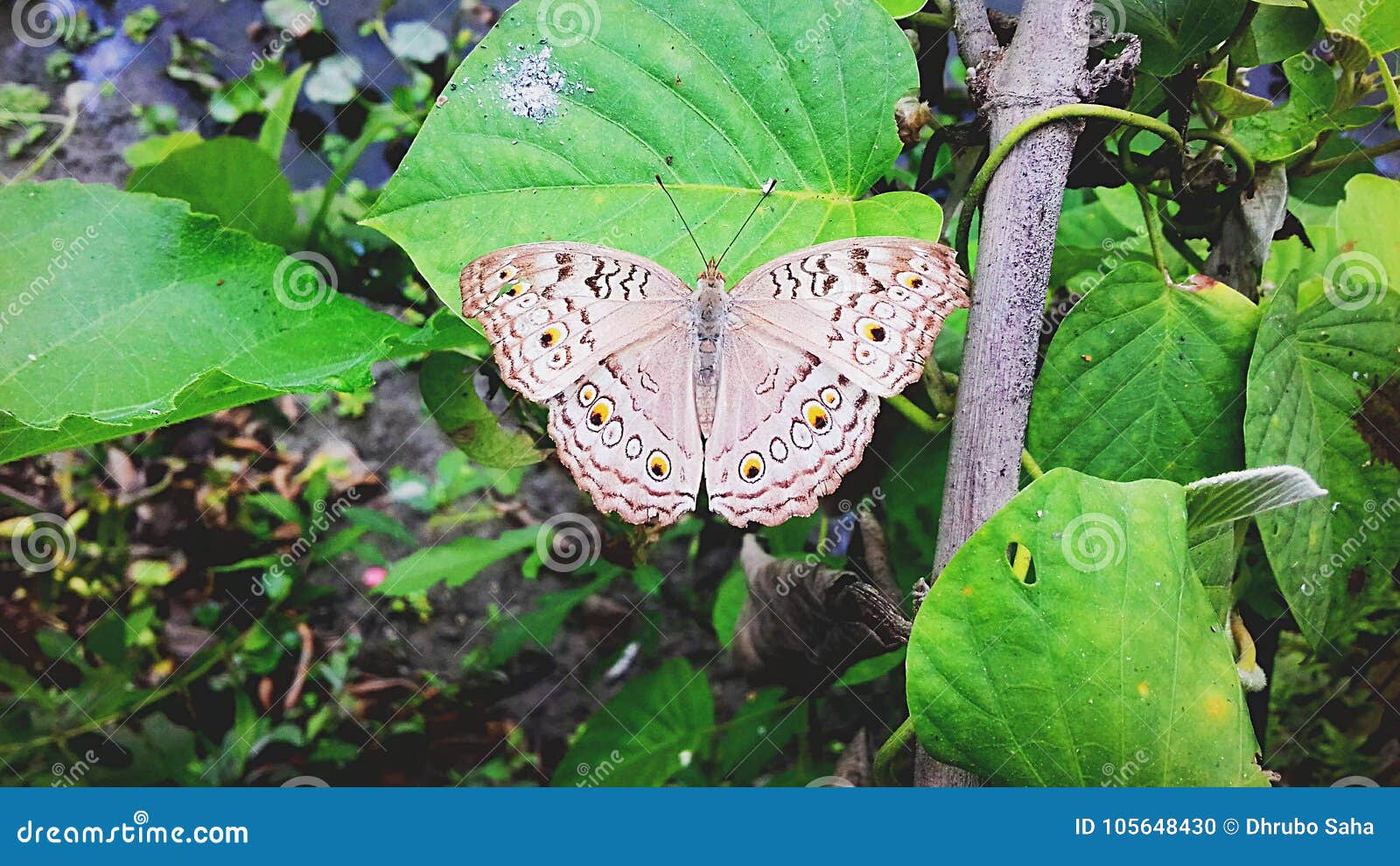 Beautiful Butterfly Exposed Winter with His Colour Stock Photo - Image ...