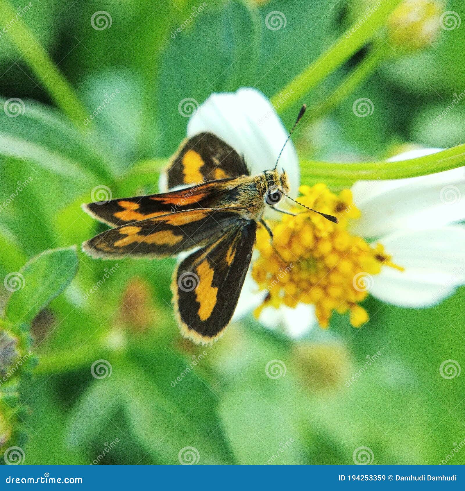 Beautiful Butterfly Feed Pollen Stock Image - Image of green, plant ...
