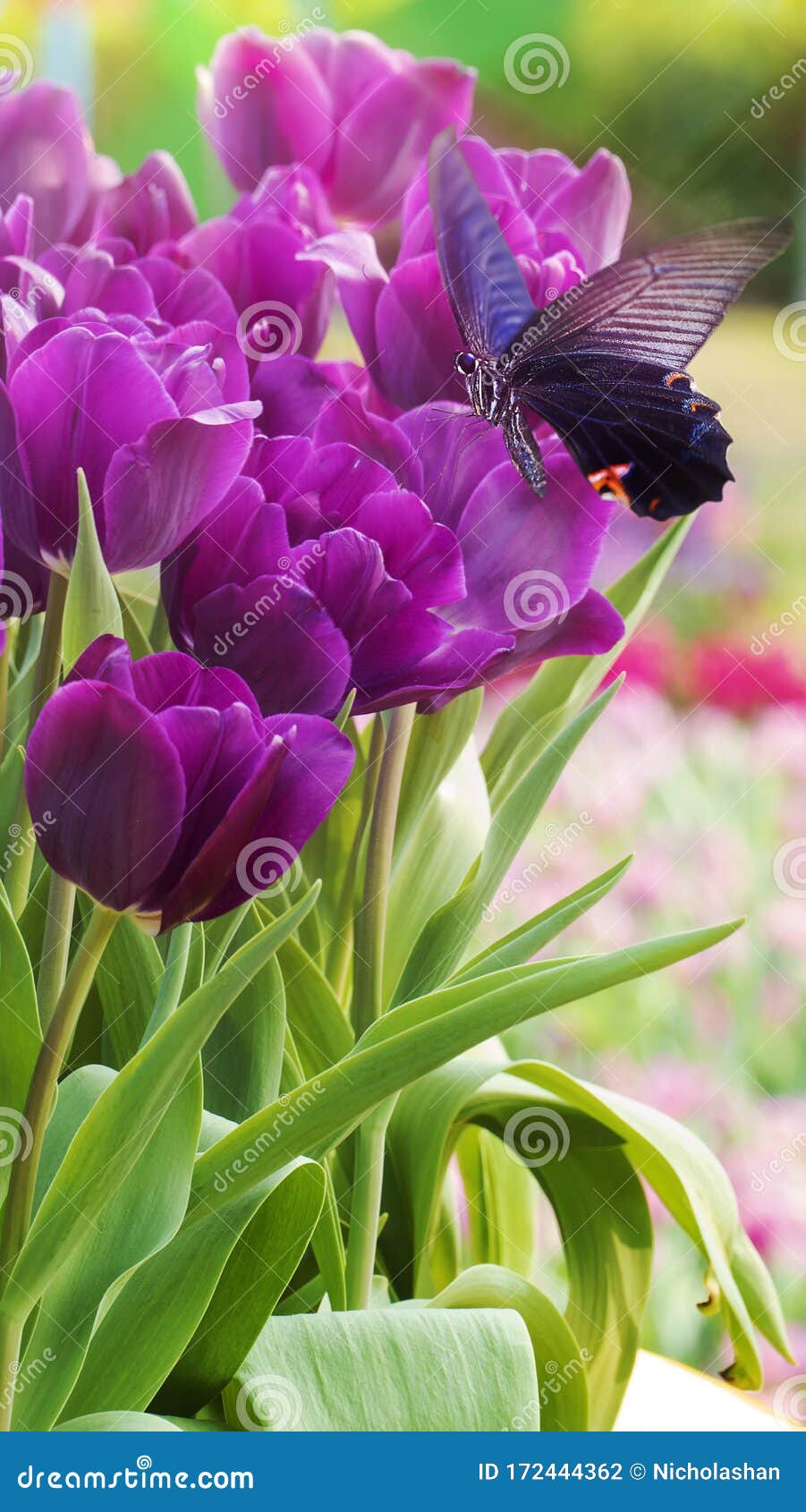 Beautiful Butterfly on a Flowers with Nice Background Stock Photo ...
