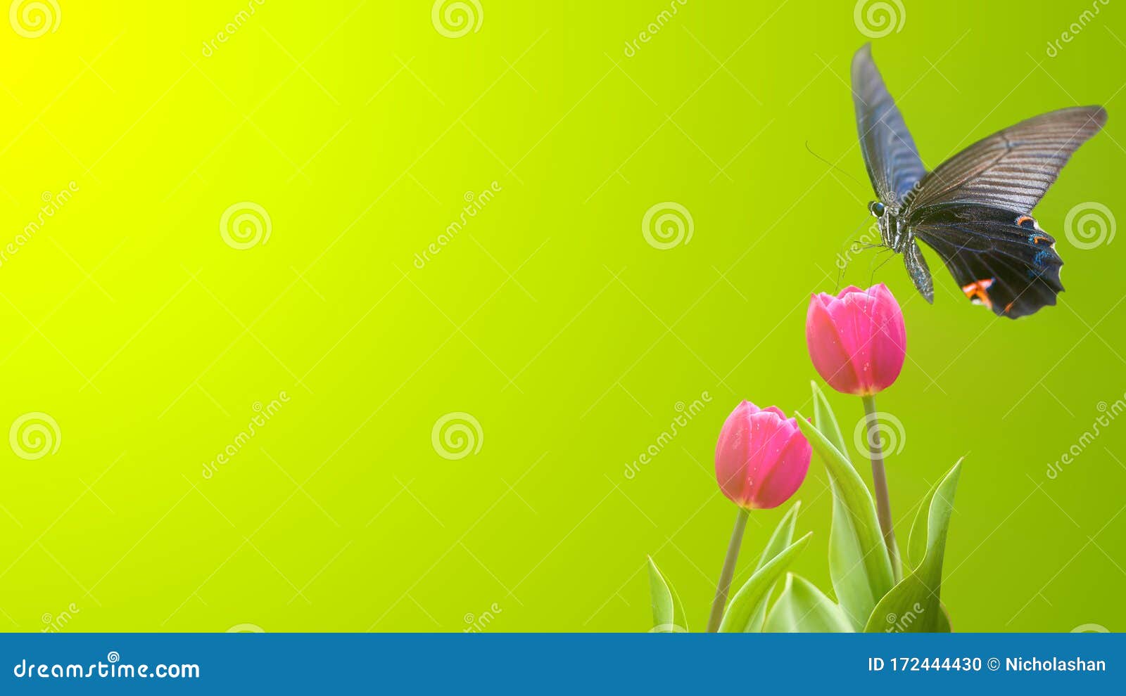 Beautiful Butterfly on a Flowers with Nice Background Stock Photo ...