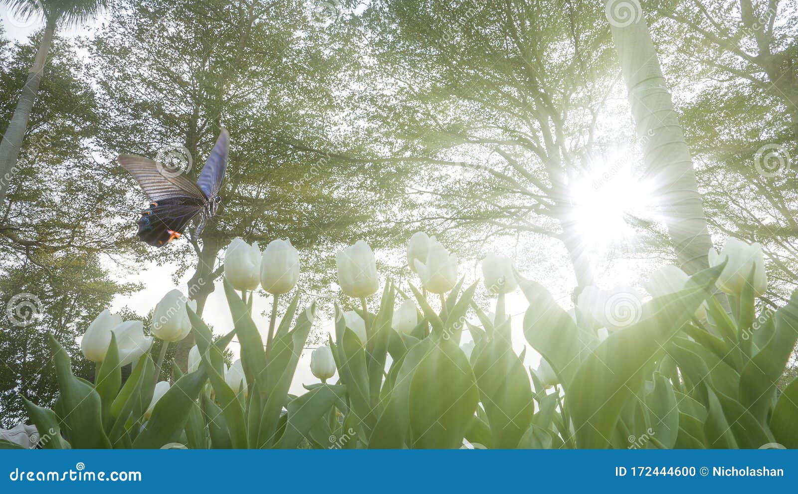 Beautiful Butterfly on a Flowers with Nice Background Stock Photo ...