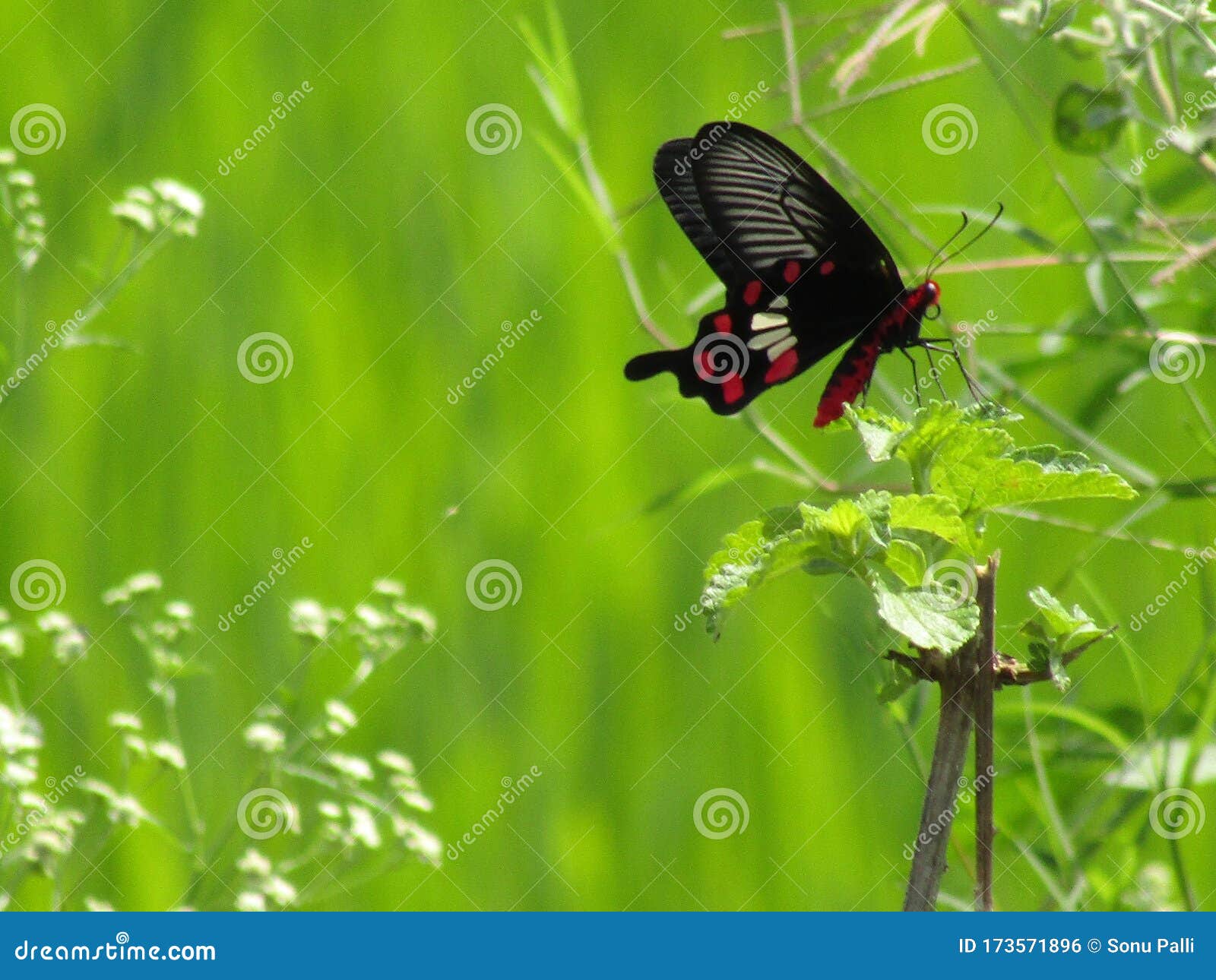 Colourful butterfly Flying stock photo. Image of india - 173571896