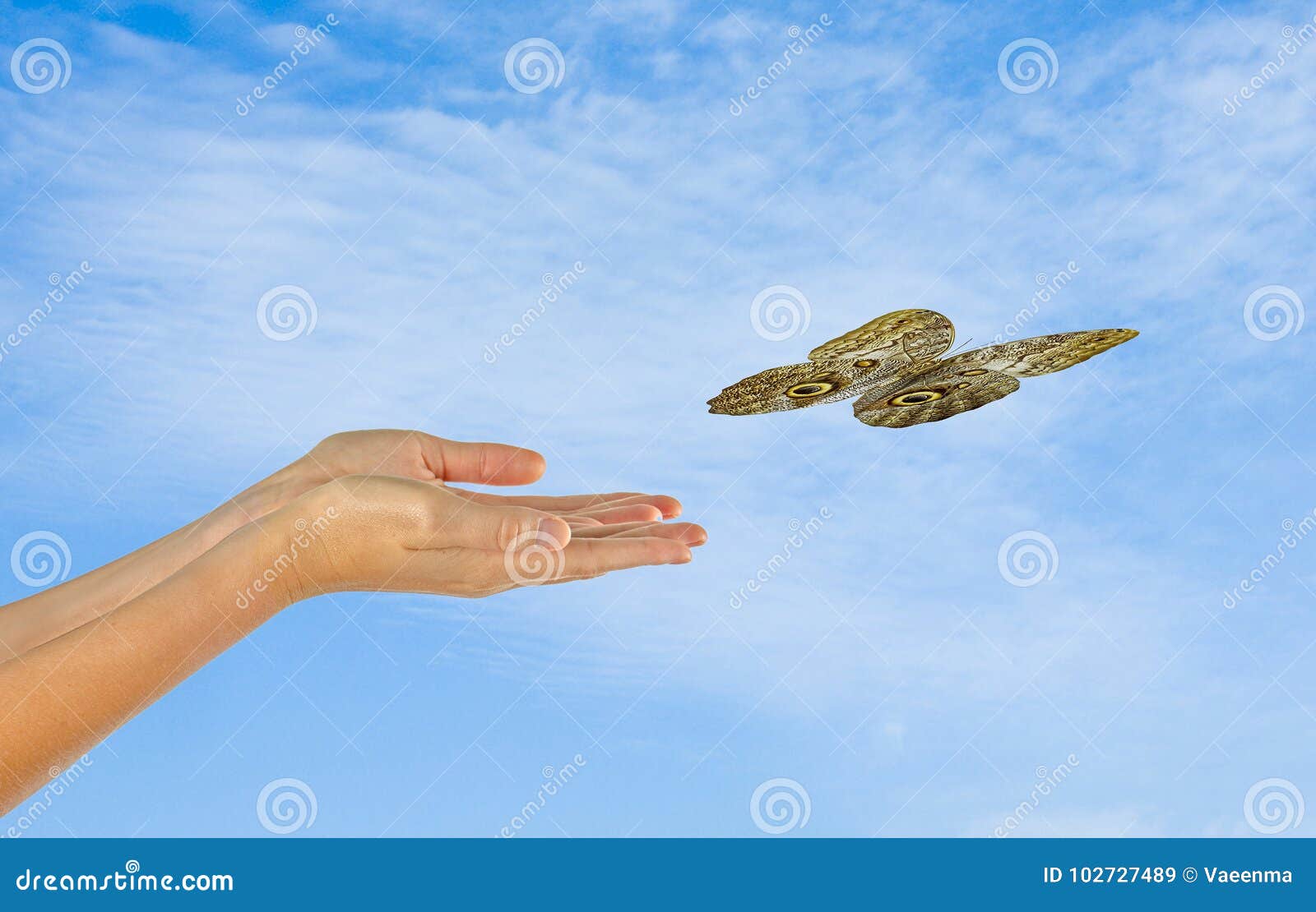 Butterfly flying from hand stock image. Image of palm - 102727489
