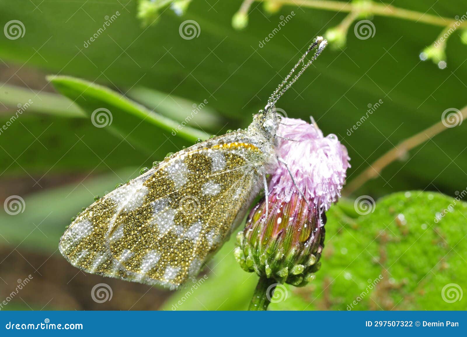 Beautiful Butterfly with Glittering and Translucent Dewdrop Stock Photo ...
