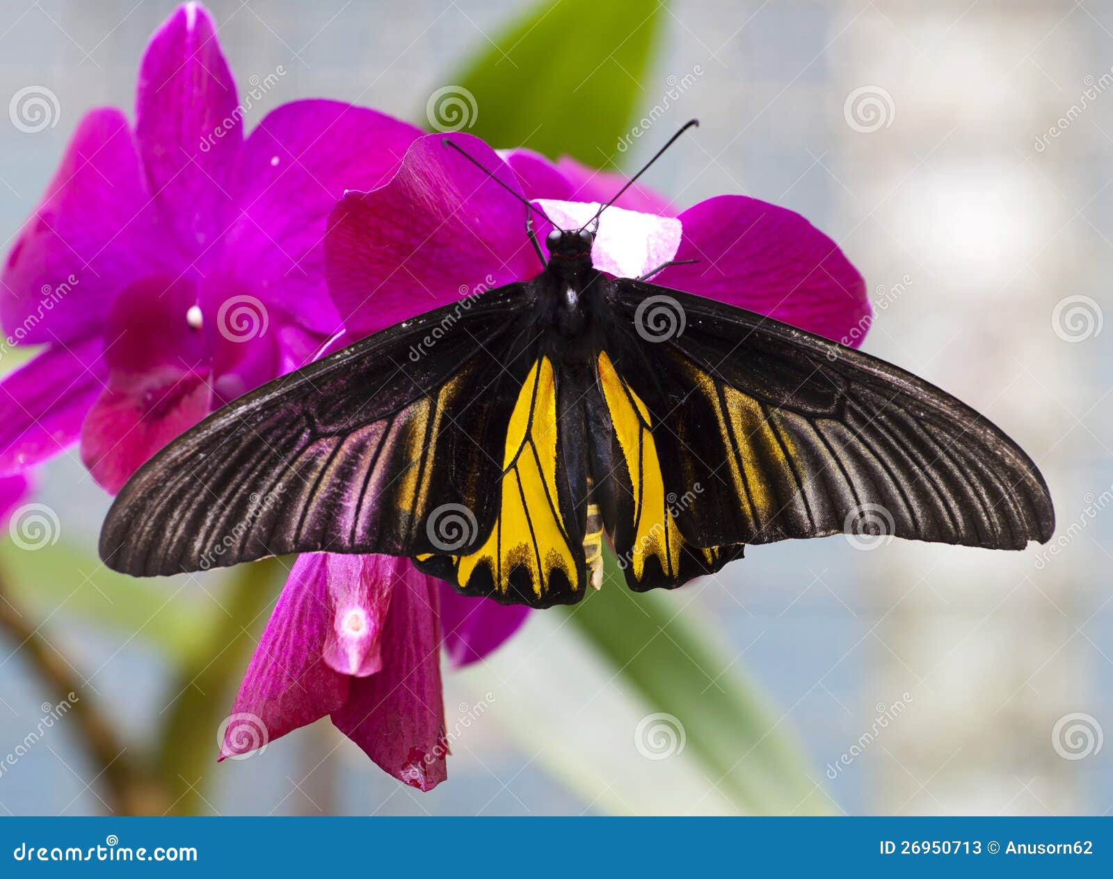 Beautiful Butterfly ( Goliath Birdwing ) Stock Image - Image of goiath ...