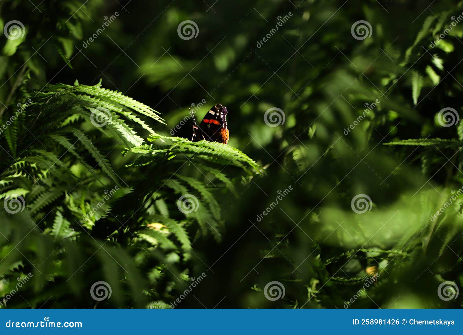 Beautiful Butterfly on Green Fern Leaf Outdoors Stock Photo - Image of ...