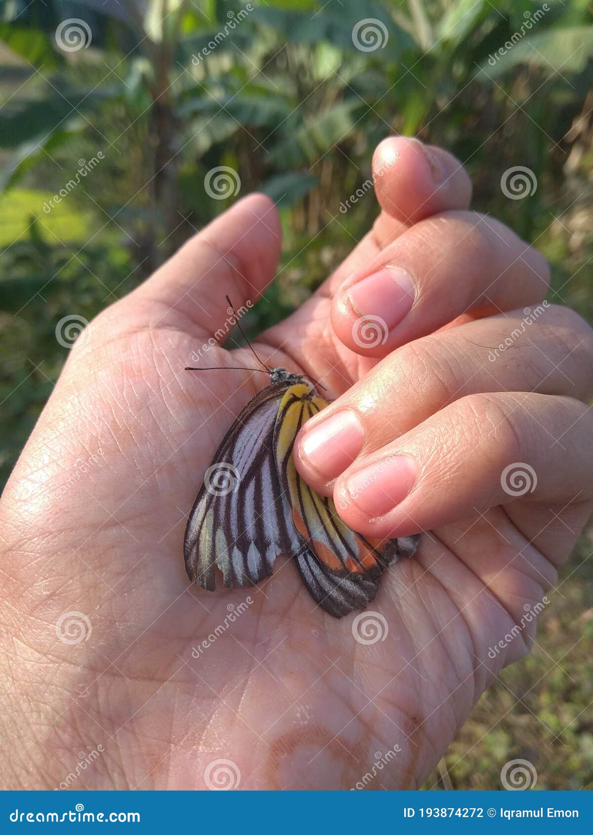 Beautiful Butterfly in Hand Stock Photo - Image of soil, insect: 193874272
