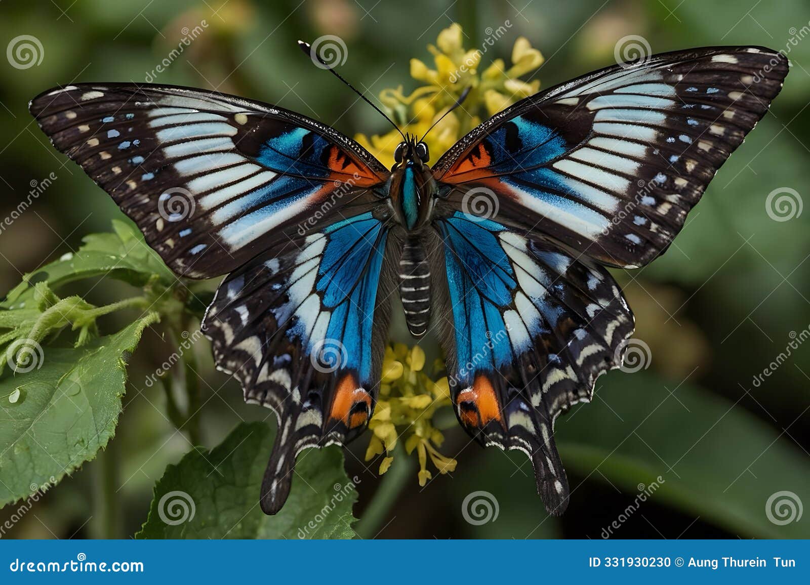 A Beautiful Butterfly with an Isolated Background Stock Illustration ...