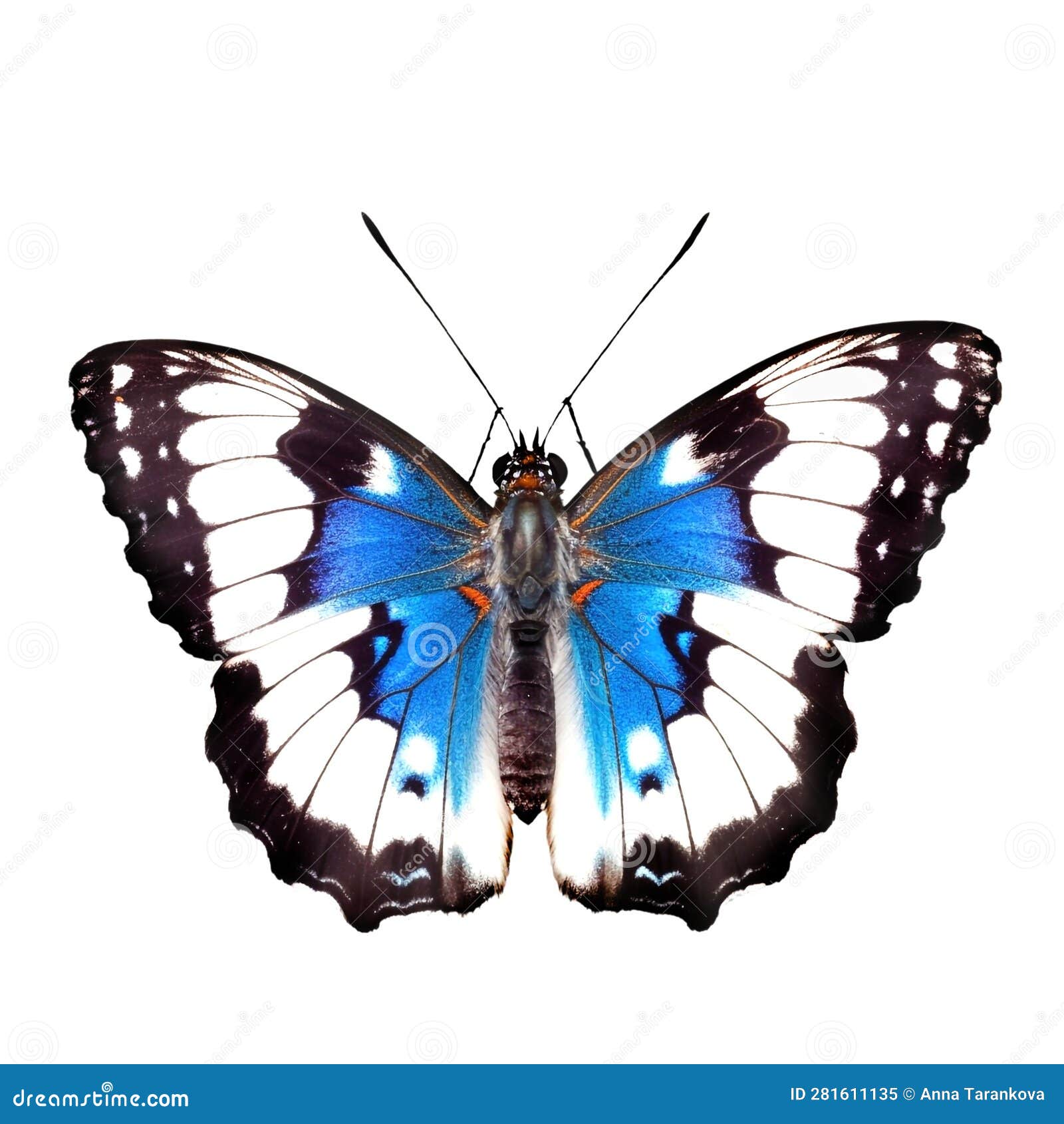 Beautiful Butterfly Isolated.Limenitis Populi.white-blue Butterfly.Moth ...