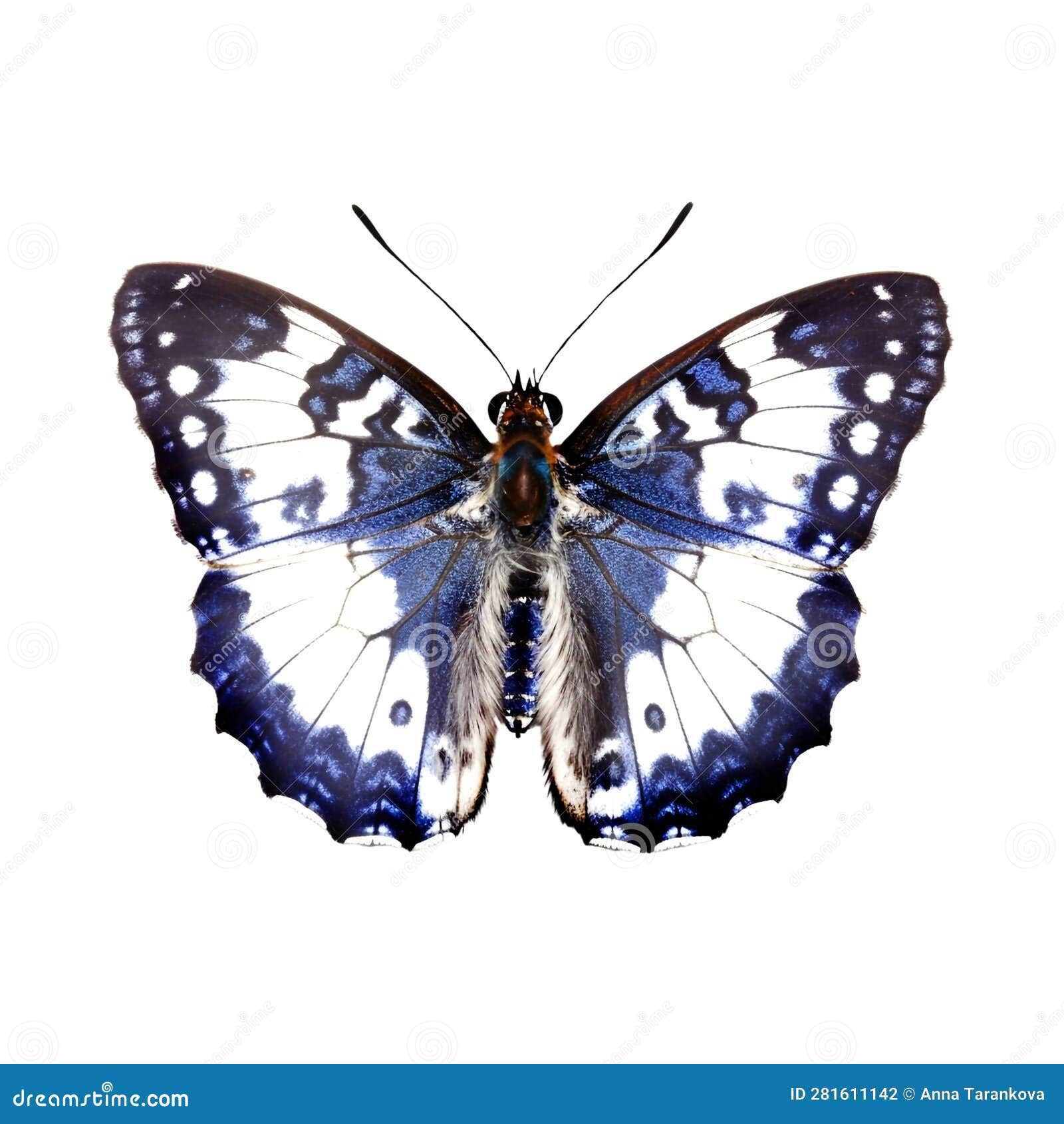 Beautiful Butterfly Isolated.Limenitis Populi.white-blue Butterfly.Moth ...