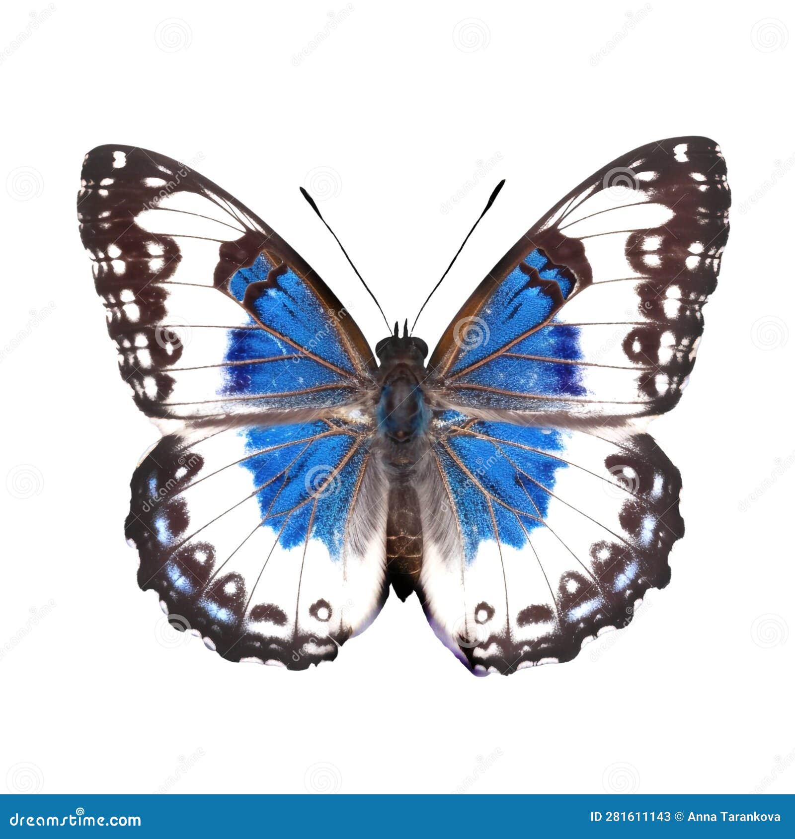 Beautiful Butterfly Isolated.Limenitis Populi.white-blue Butterfly.Moth ...
