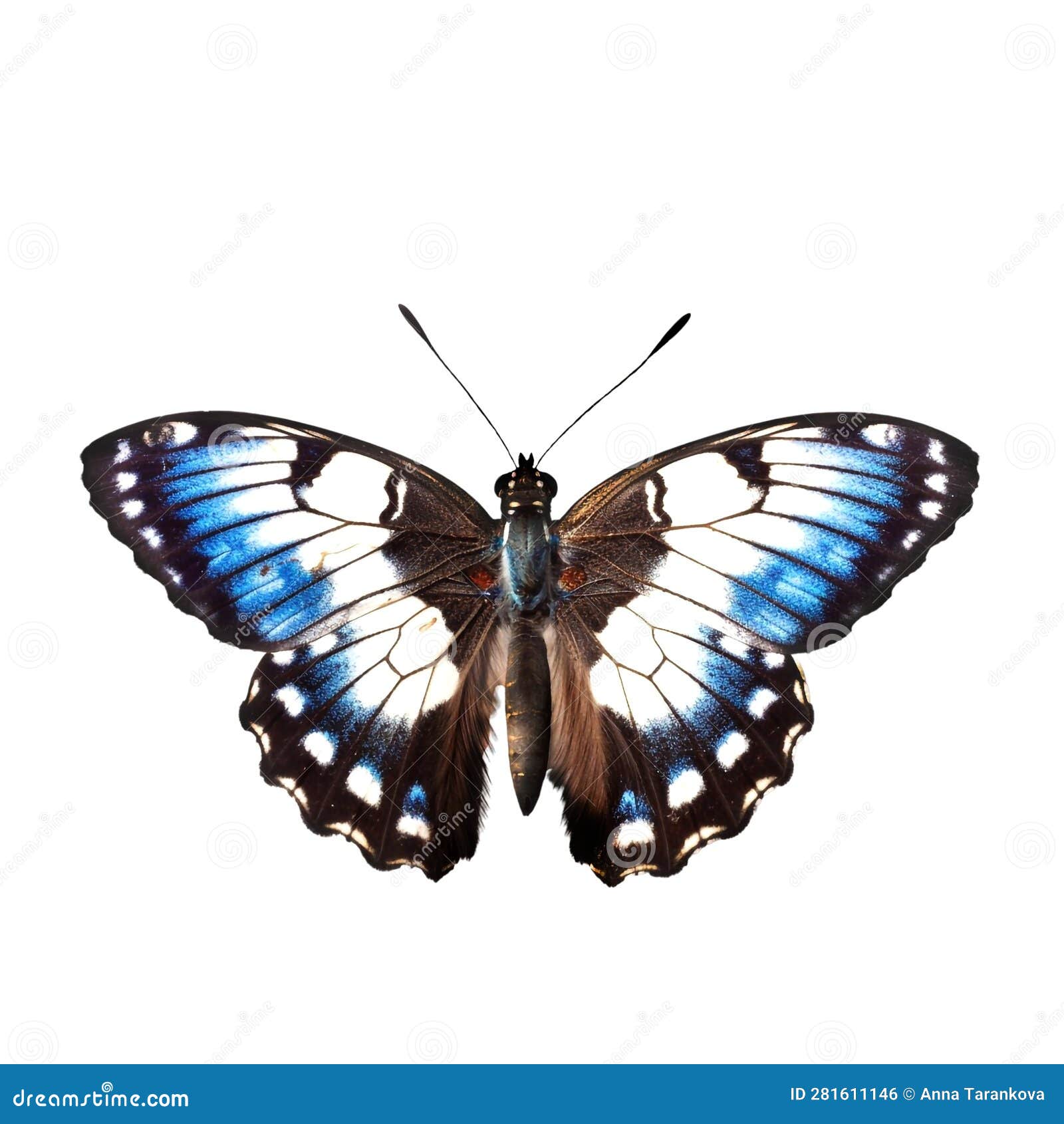 Beautiful Butterfly Isolated.Limenitis Populi.white-blue Butterfly.Moth ...