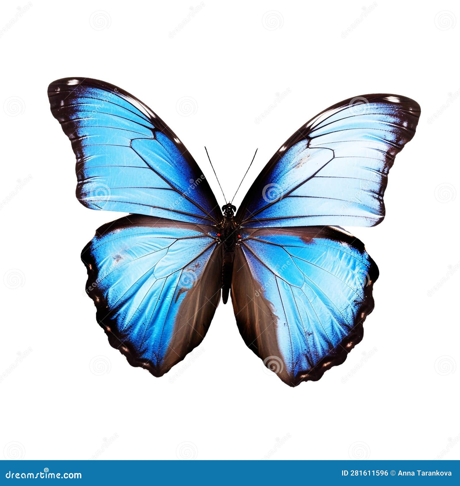 Beautiful Butterfly Isolated.Morpho.blue Butterfly.Moth. AI Generated ...