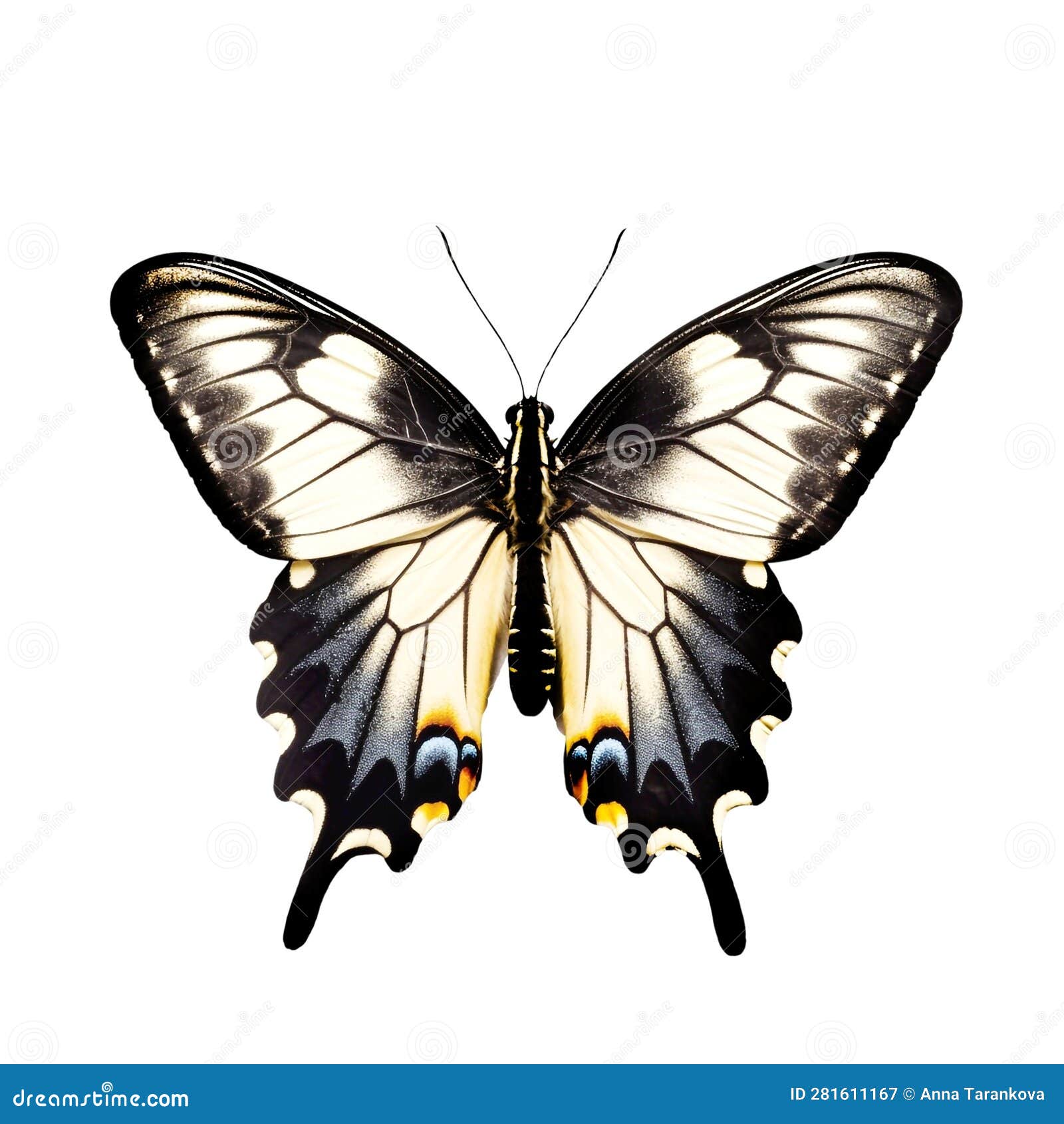 Beautiful Butterfly Isolated.Papilio Chikae.black and White Butterfly ...