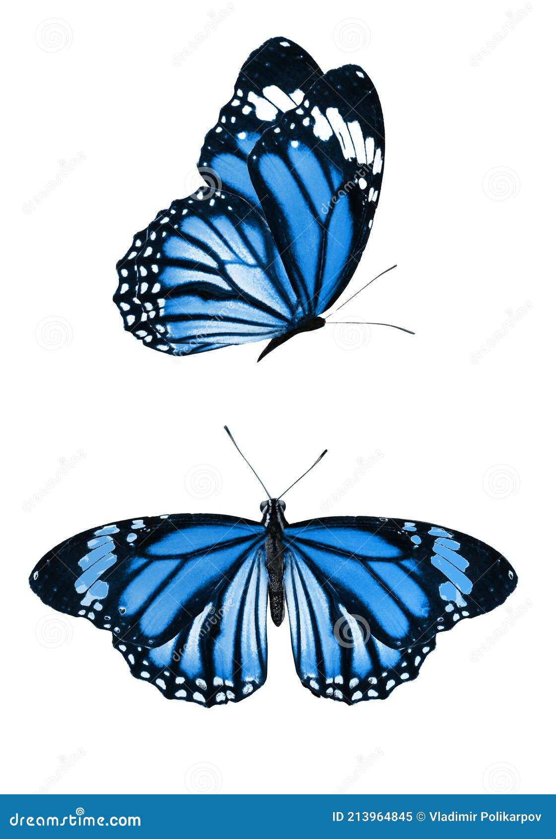 Beautiful Butterfly Isolated on White Background Stock Image - Image of ...