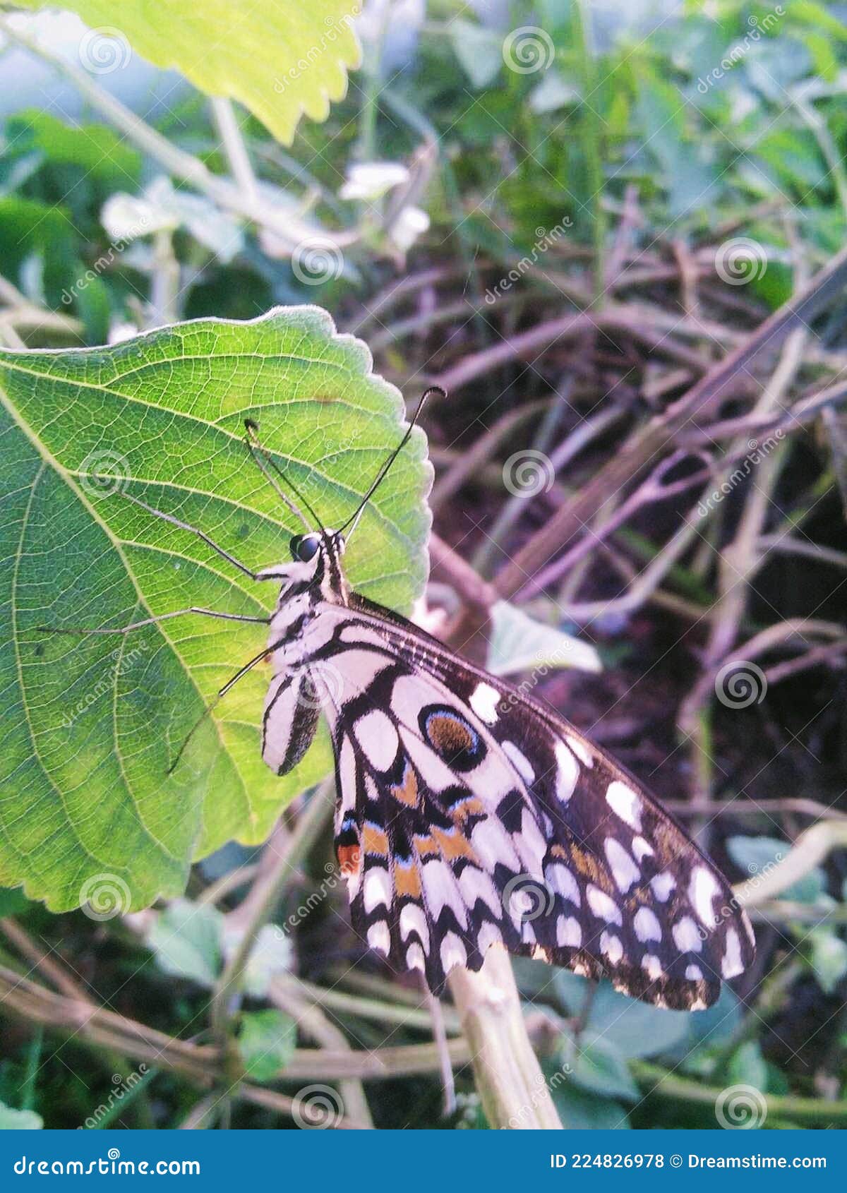 Beautiful Butterfly on Leave Stock Photo - Image of plant, butterfly ...