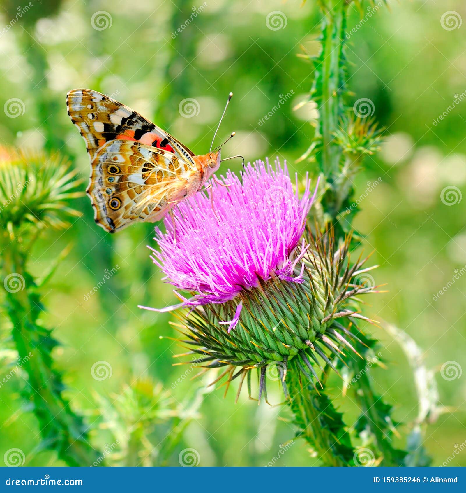 Butterfly Pea Tea With Milk Royalty-Free Stock Photography ...