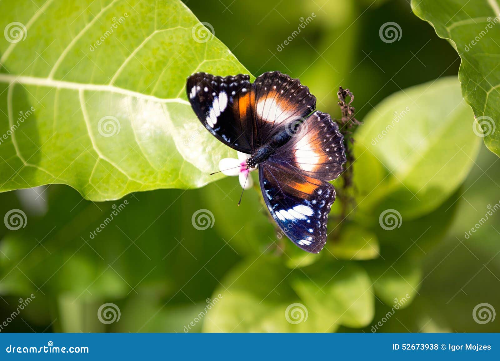 Beautiful Butterfly with Open Wings Stock Photo - Image of beautiful ...