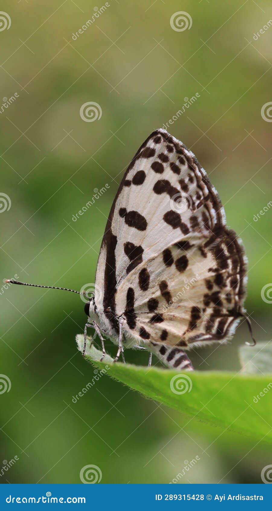 Beautiful Butterfly Perch on the Leaf in the Garden Stock Photo - Image ...