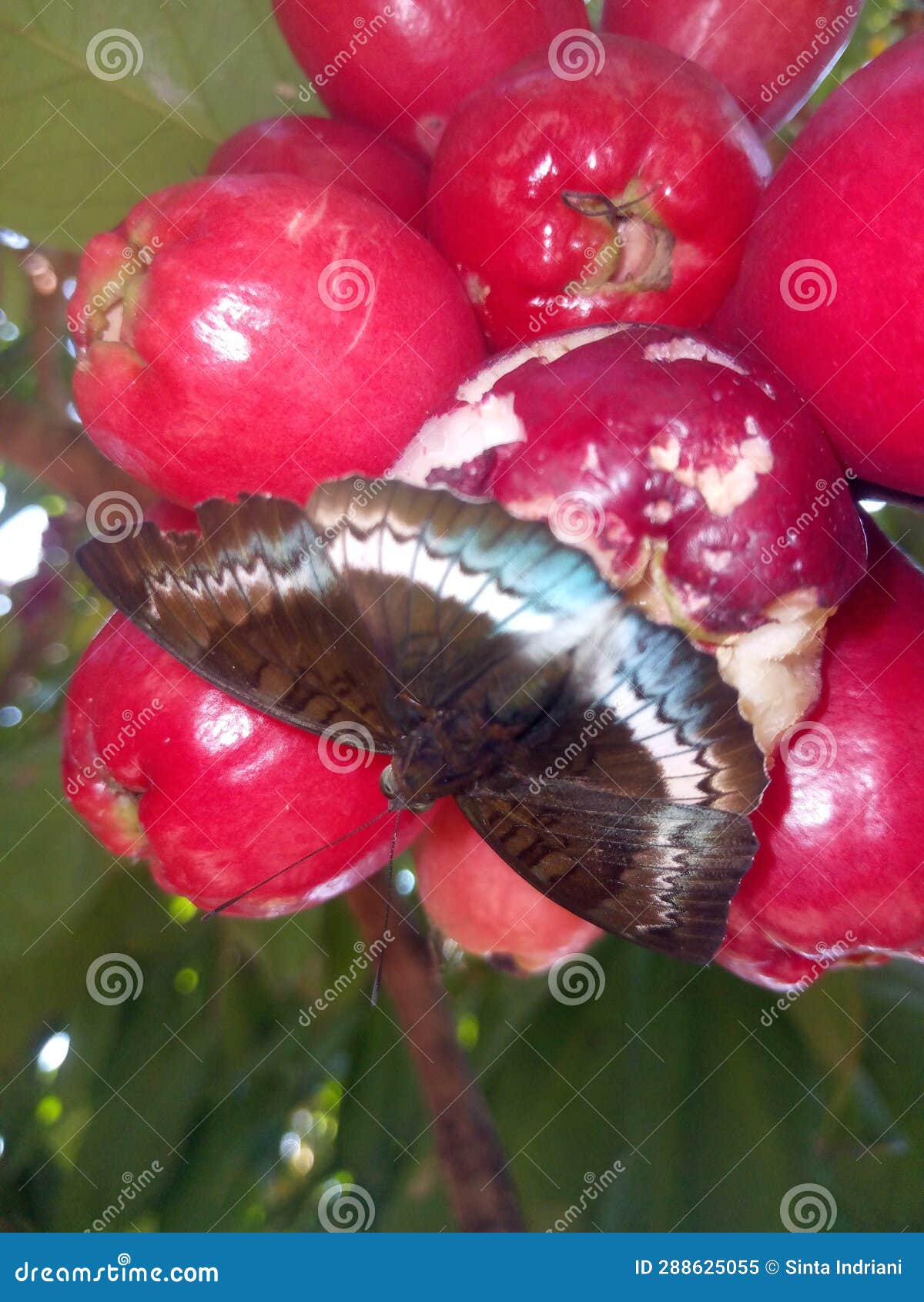 A Beautiful Butterfly Perched on a Jamaican Guava Bitten by a Bat Stock ...
