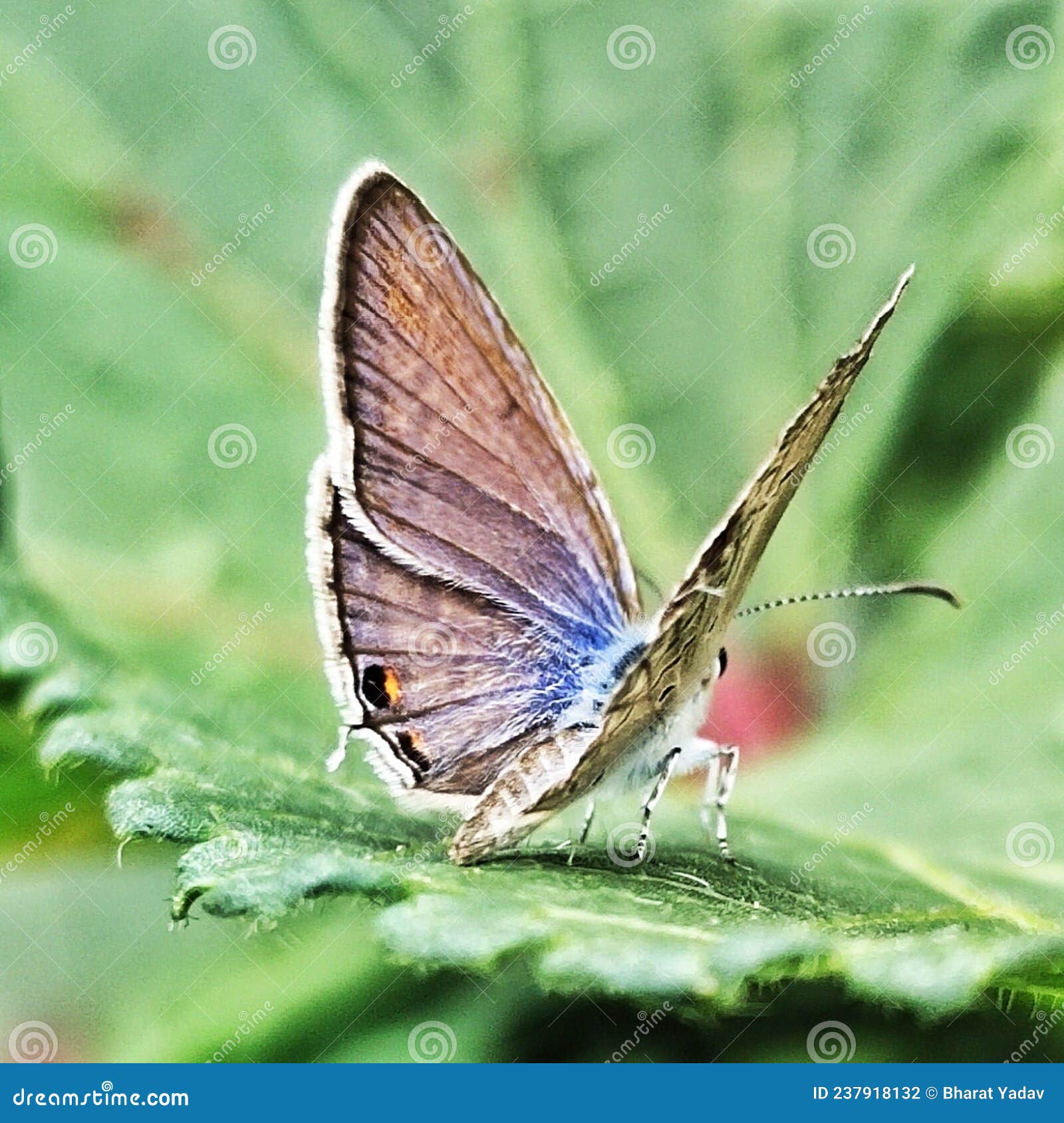 Butterfly In A Picture Royalty-Free Stock Photo | CartoonDealer.com ...